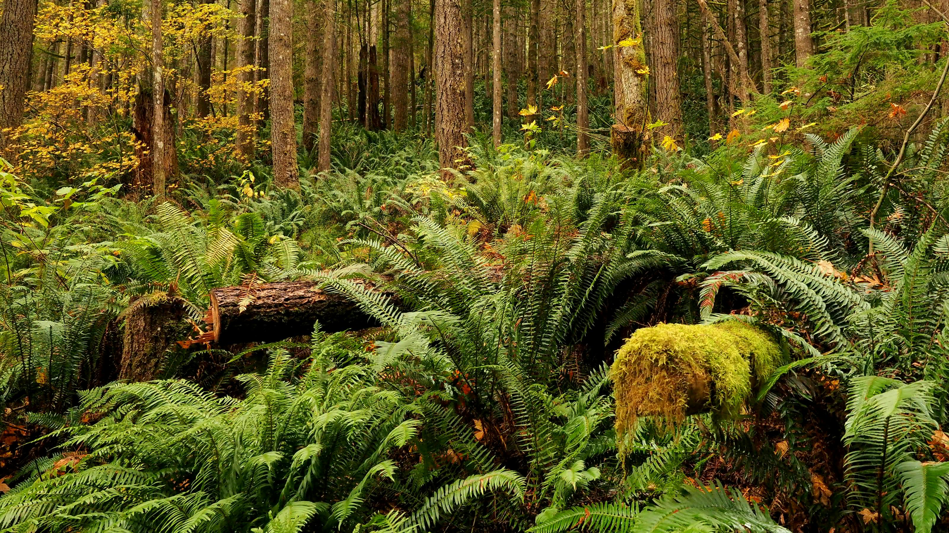 Free stock photo of biodiversity, earth, ecosystem Free stock photo of biodiversity, earth, ecosystem