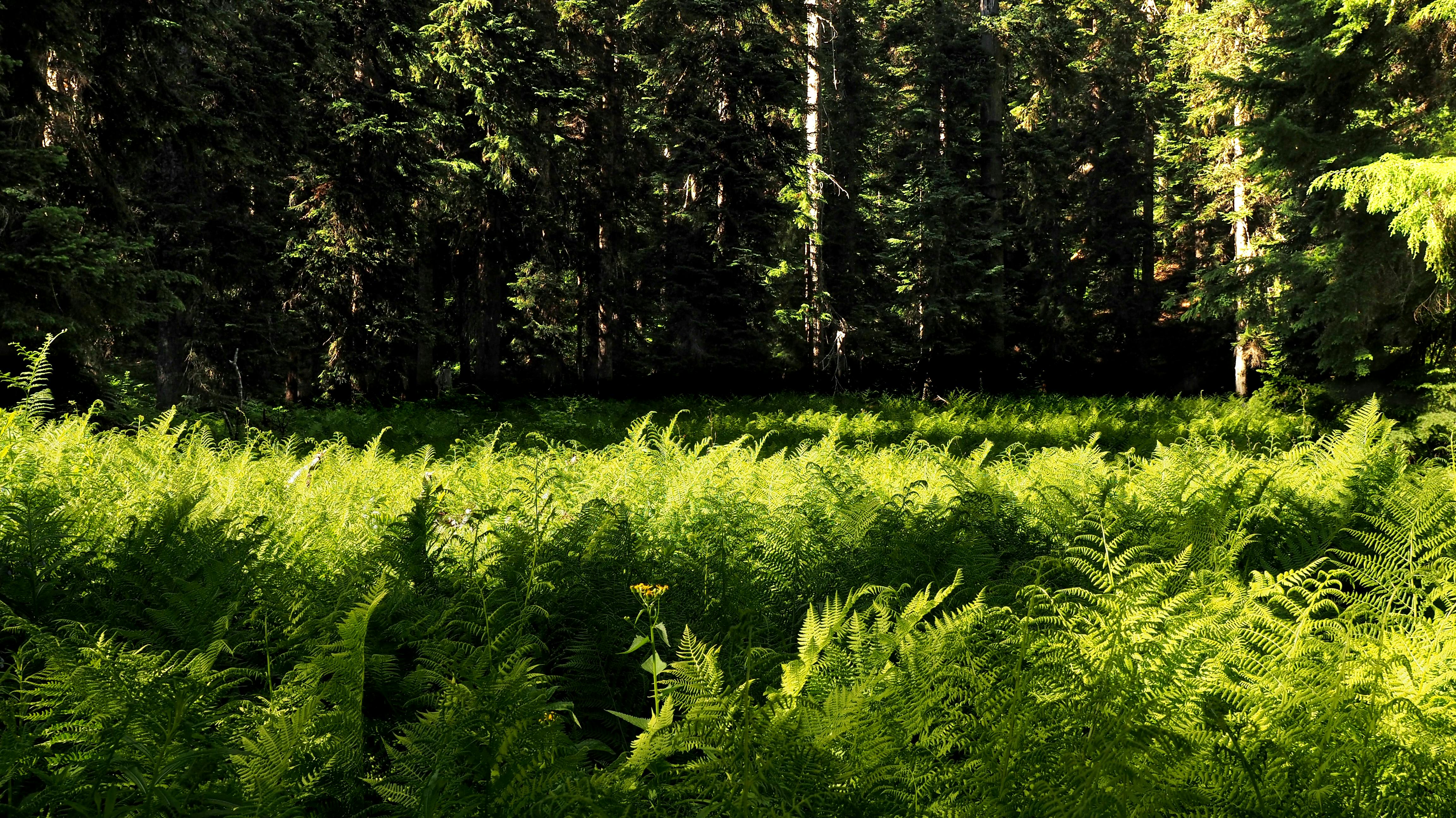 Free stock photo of ferns, forest, light