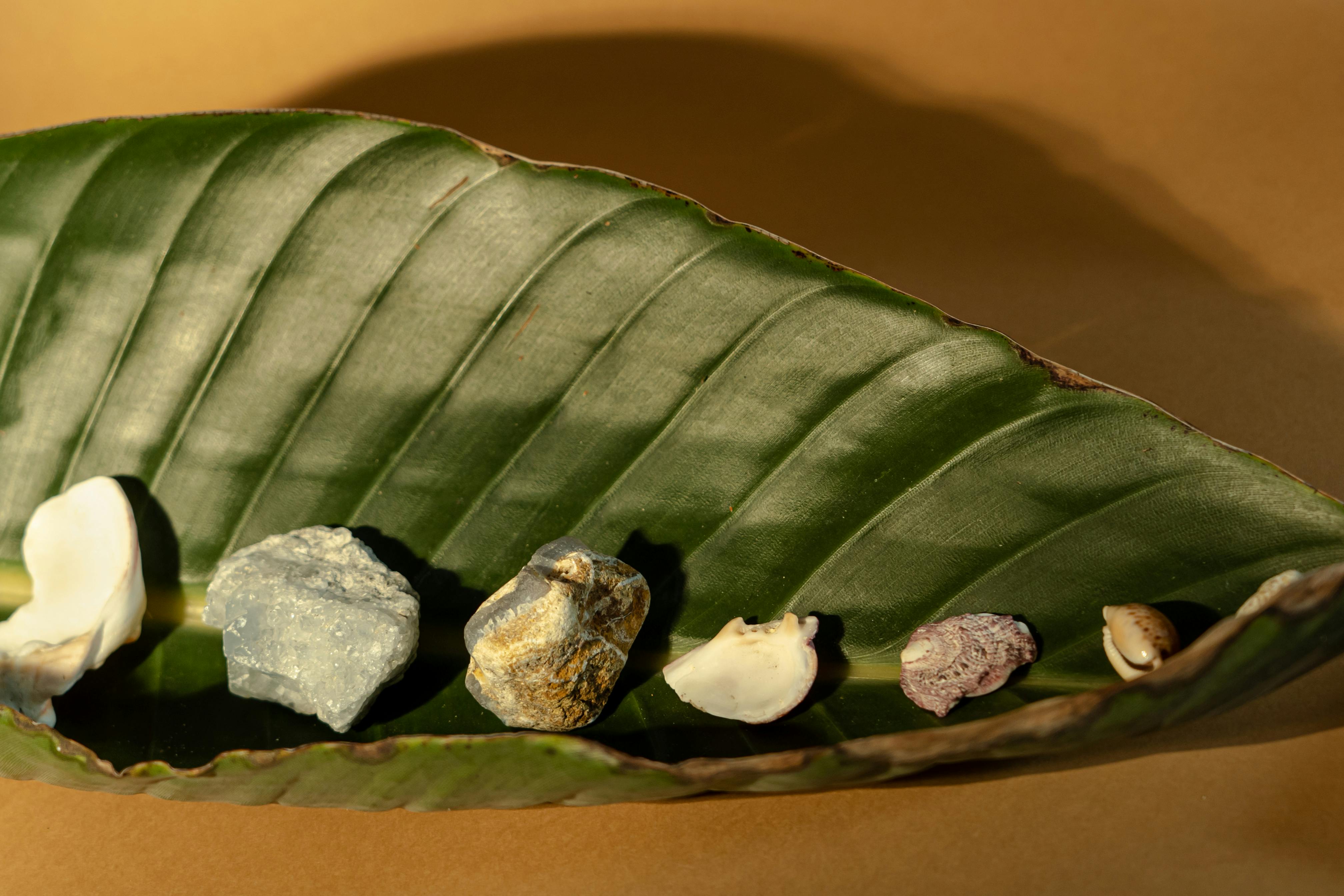 Stones and Shells on a Green Leaf · Free Stock Photo
