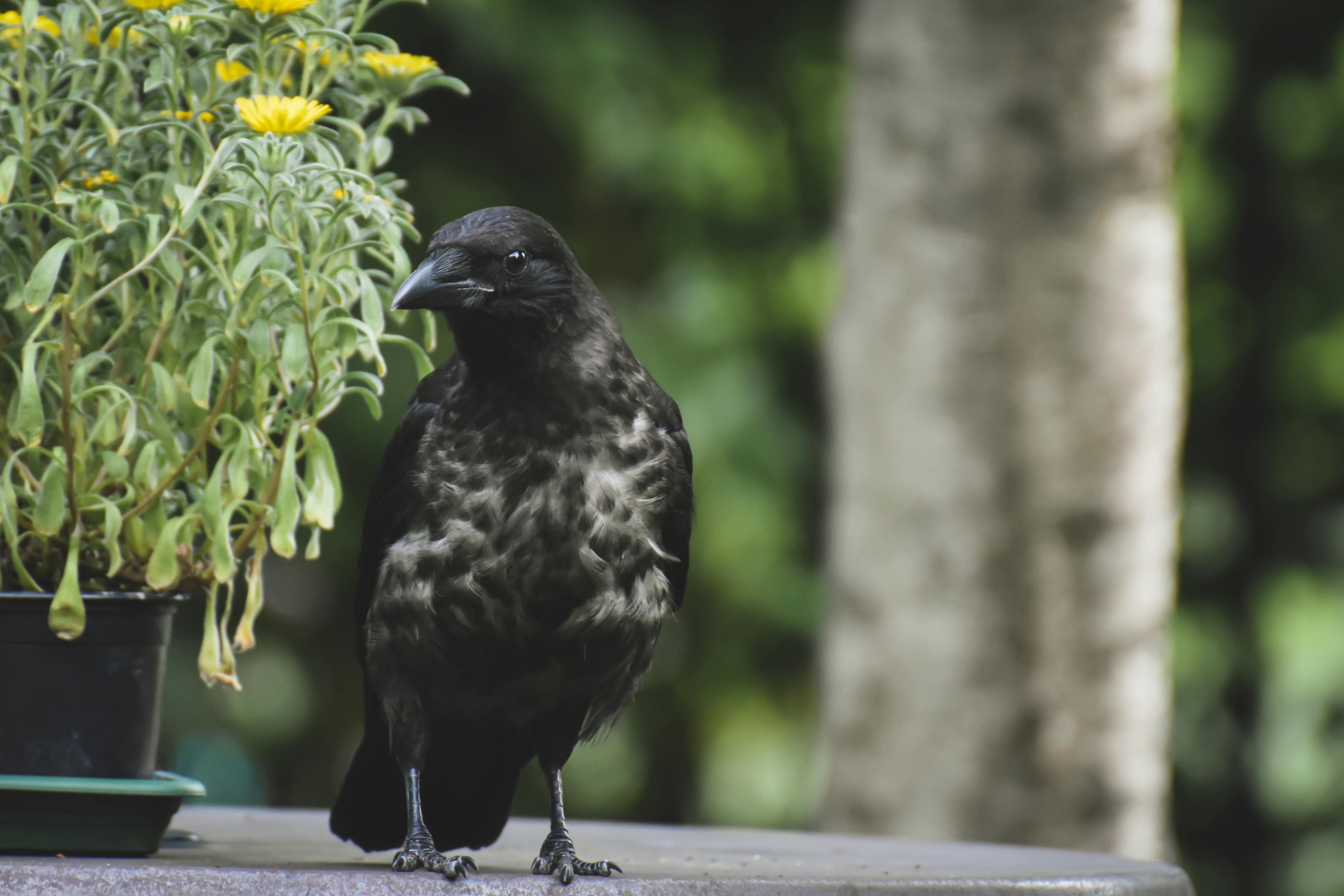 Close-up of a Crow Sitting Next to Flowers in a Pot · Free Stock Photo