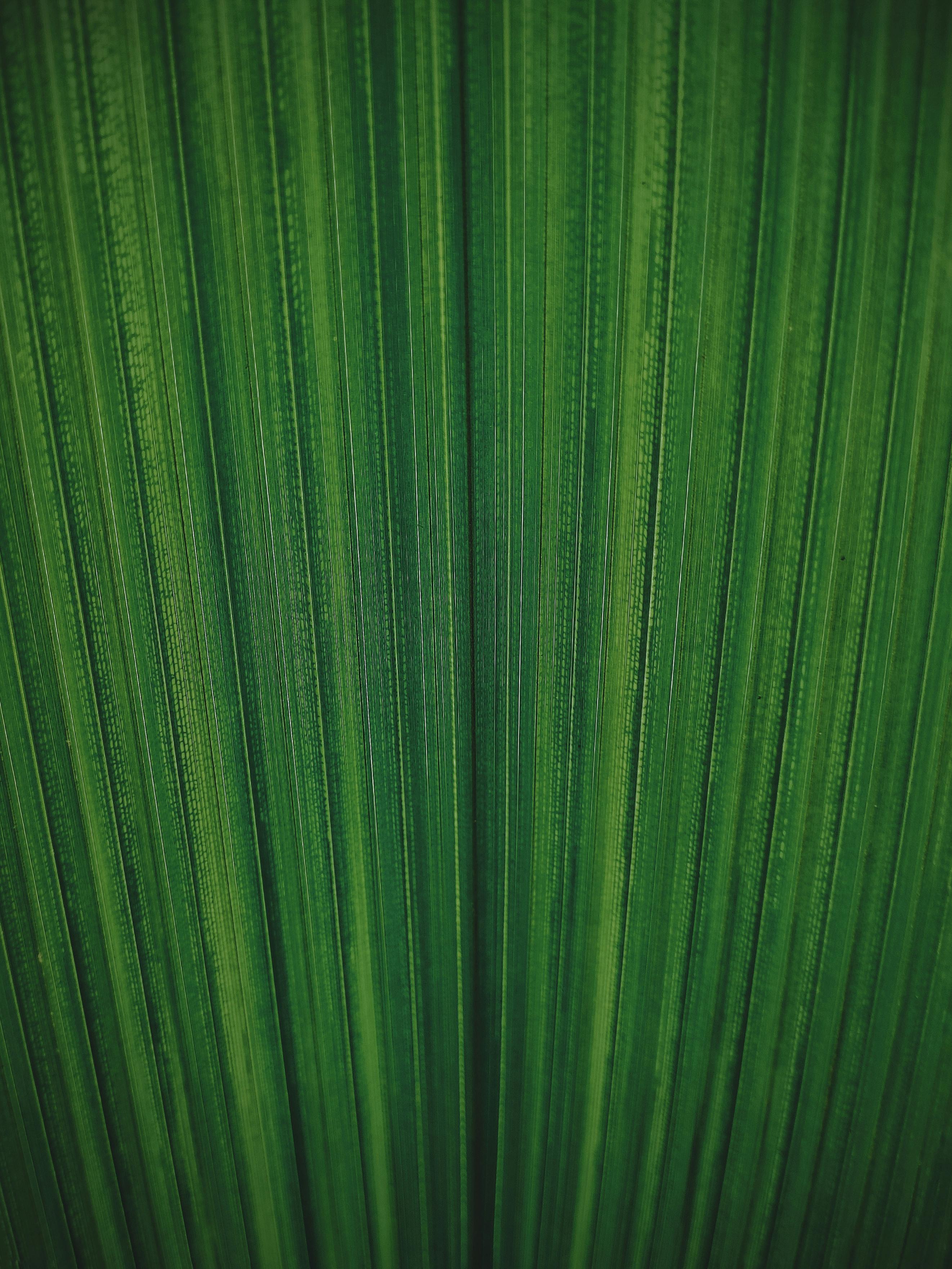 Textured green leaf with thin stripes · Free Stock Photo