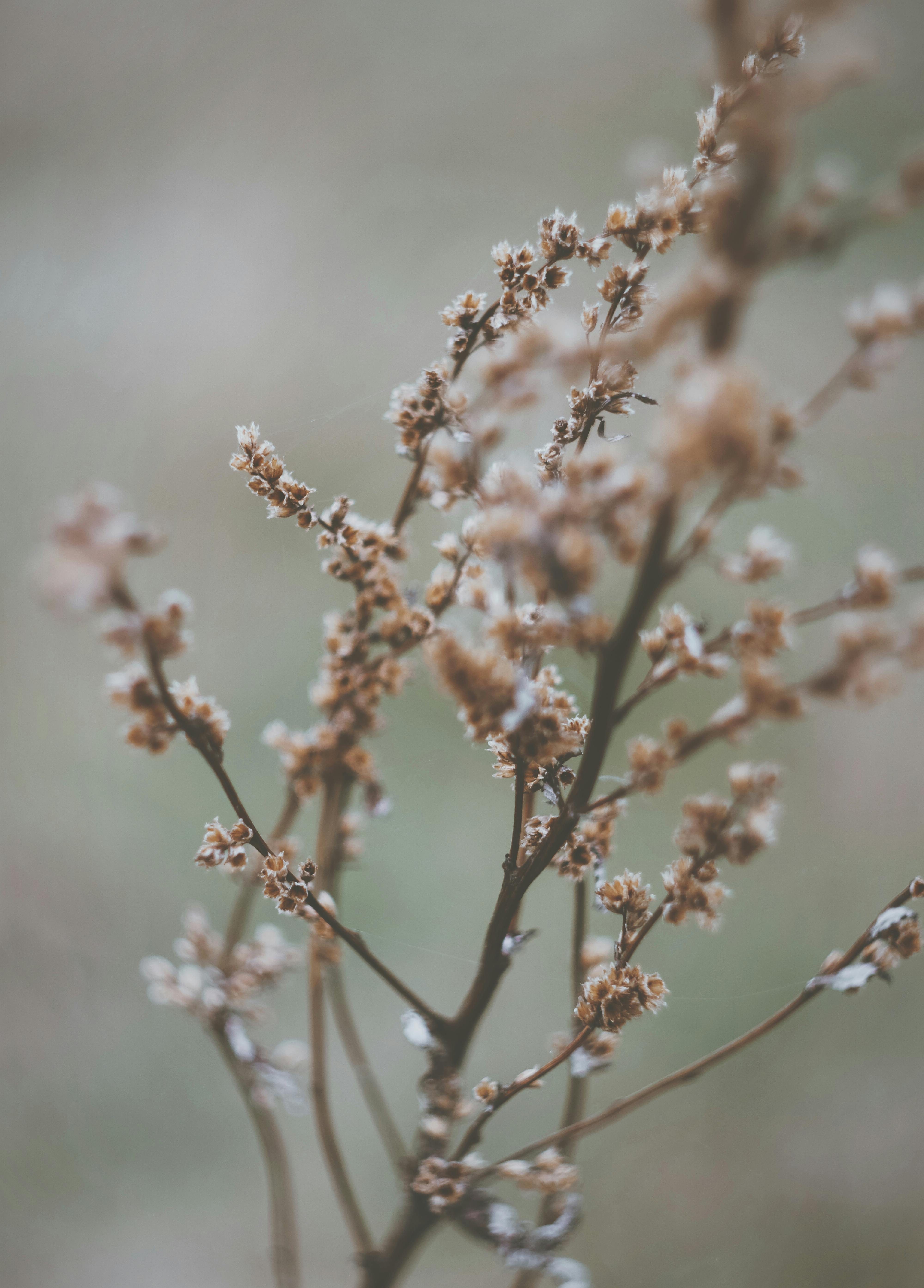 Beautiful Penthorum Plant in Close-up Photography · Free Stock Photo