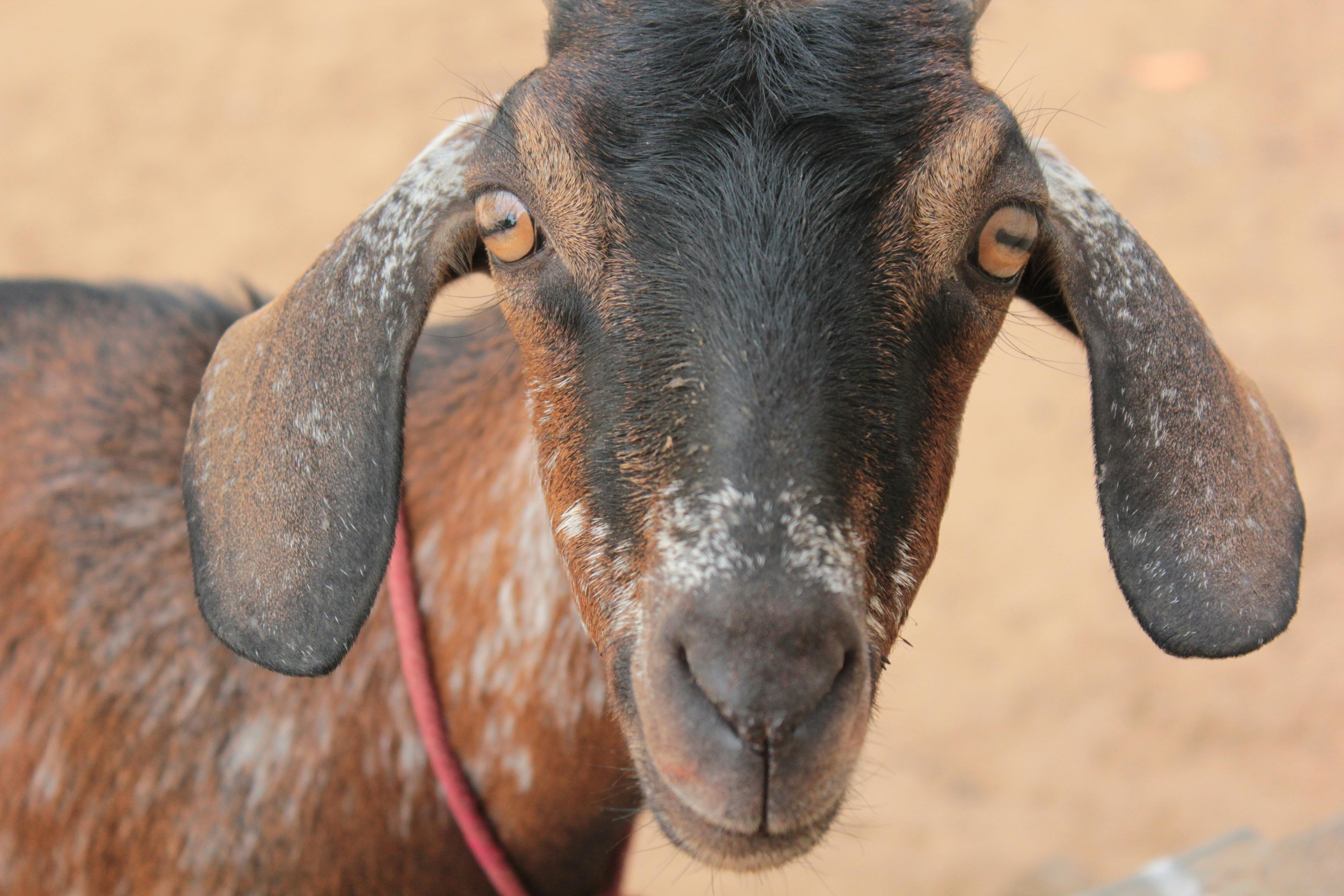 Close Up Photo Of a Goat's Head · Free Stock Photo