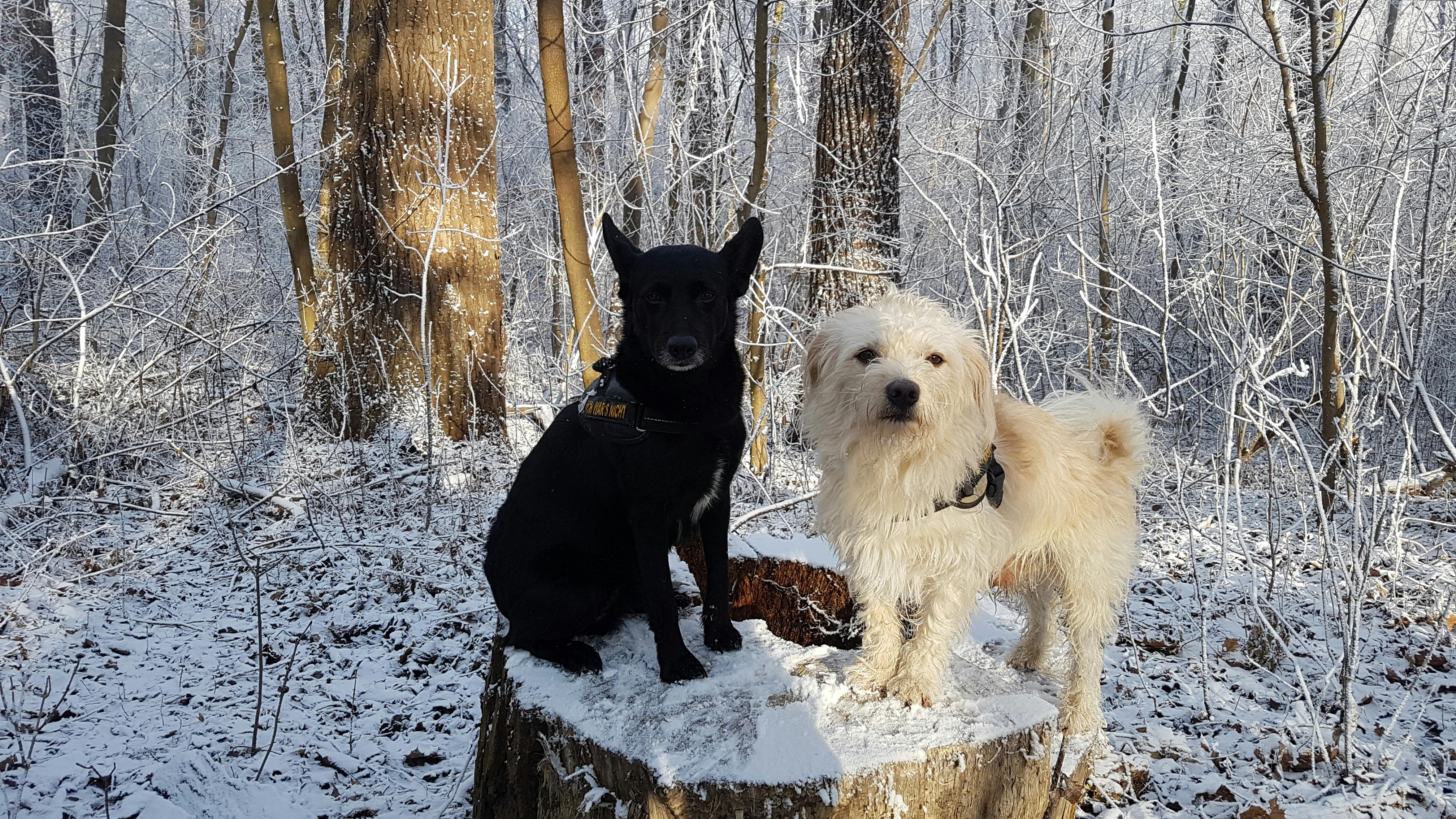 Free stock photo of dogs