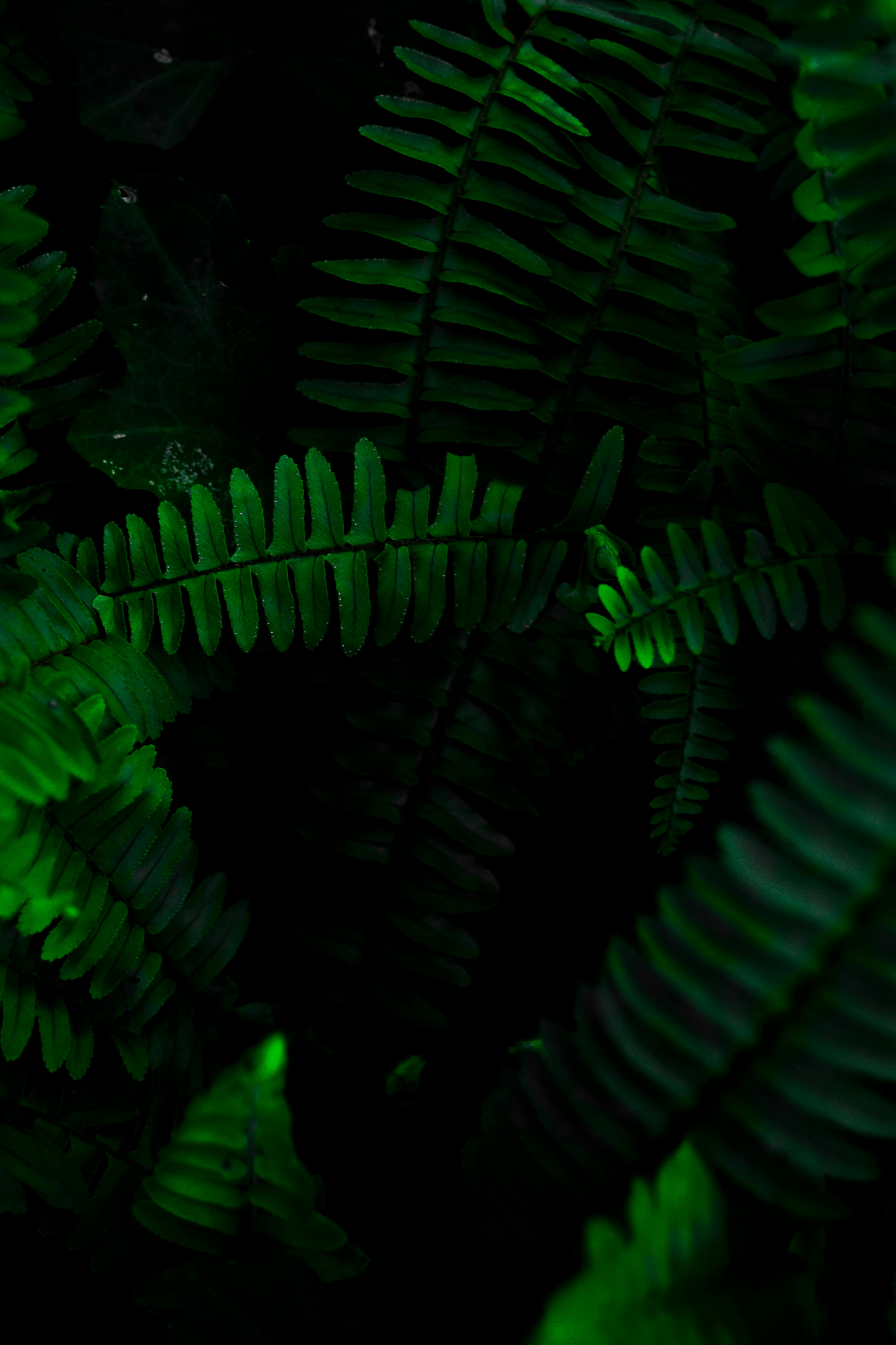 Green fern branches in dark forest · Free Stock Photo