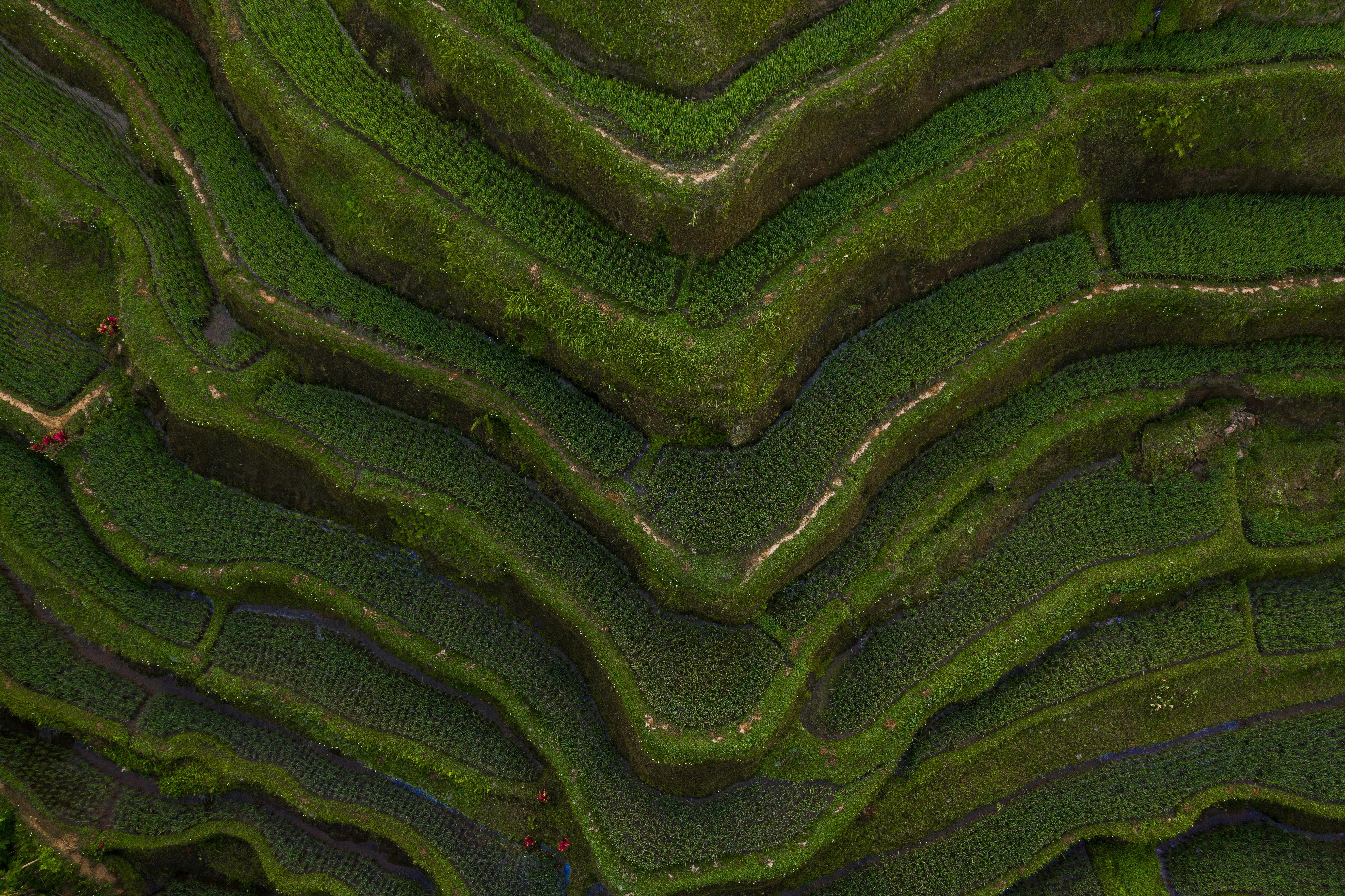 Aerial View of Rice Terraces on a Mountain · Free Stock Photo