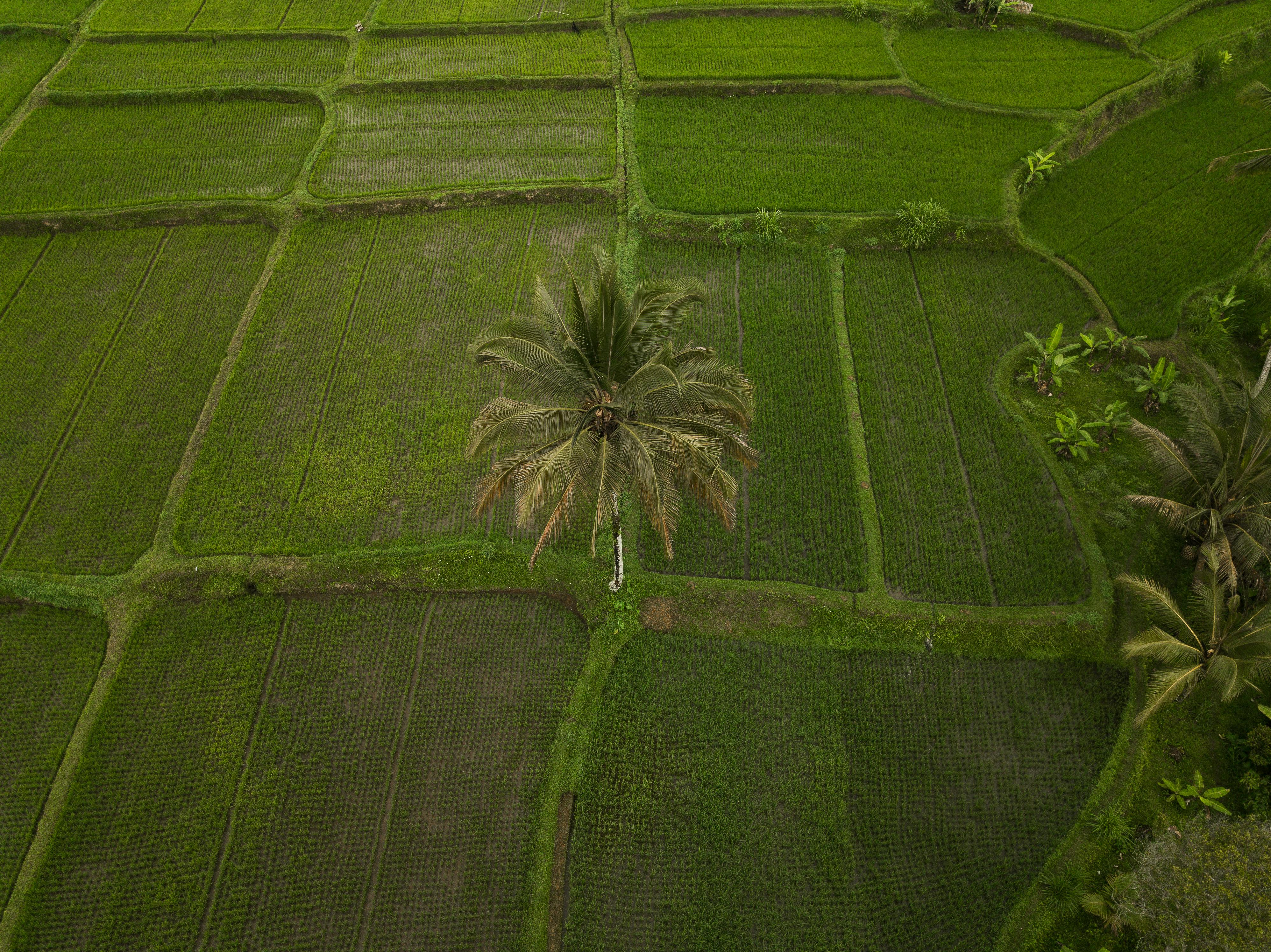 Tall Palm Tree in the Middle of Cropland · Free Stock Photo