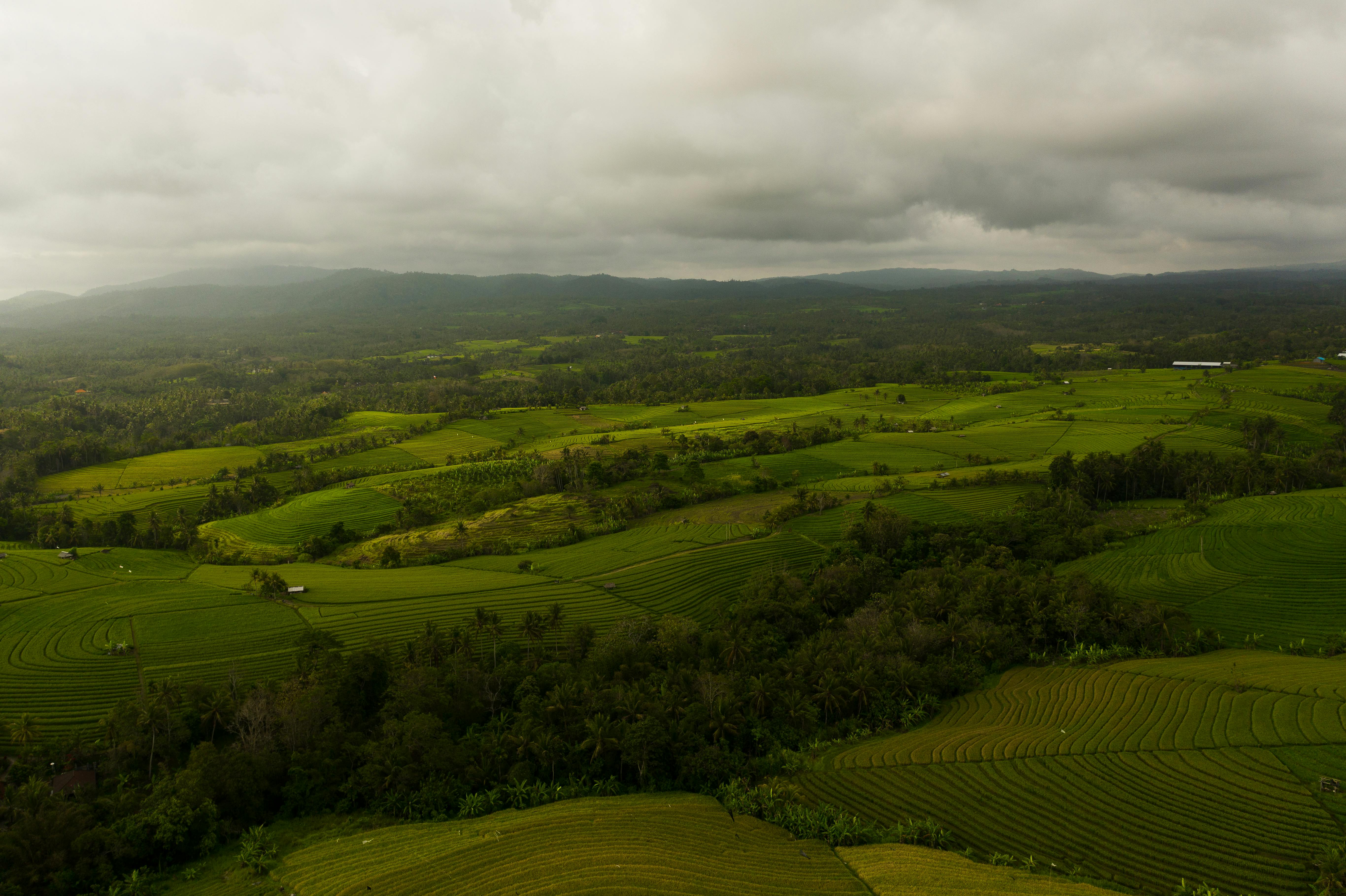 Wide Land Covered with Cropland and Green Trees · Free Stock Photo