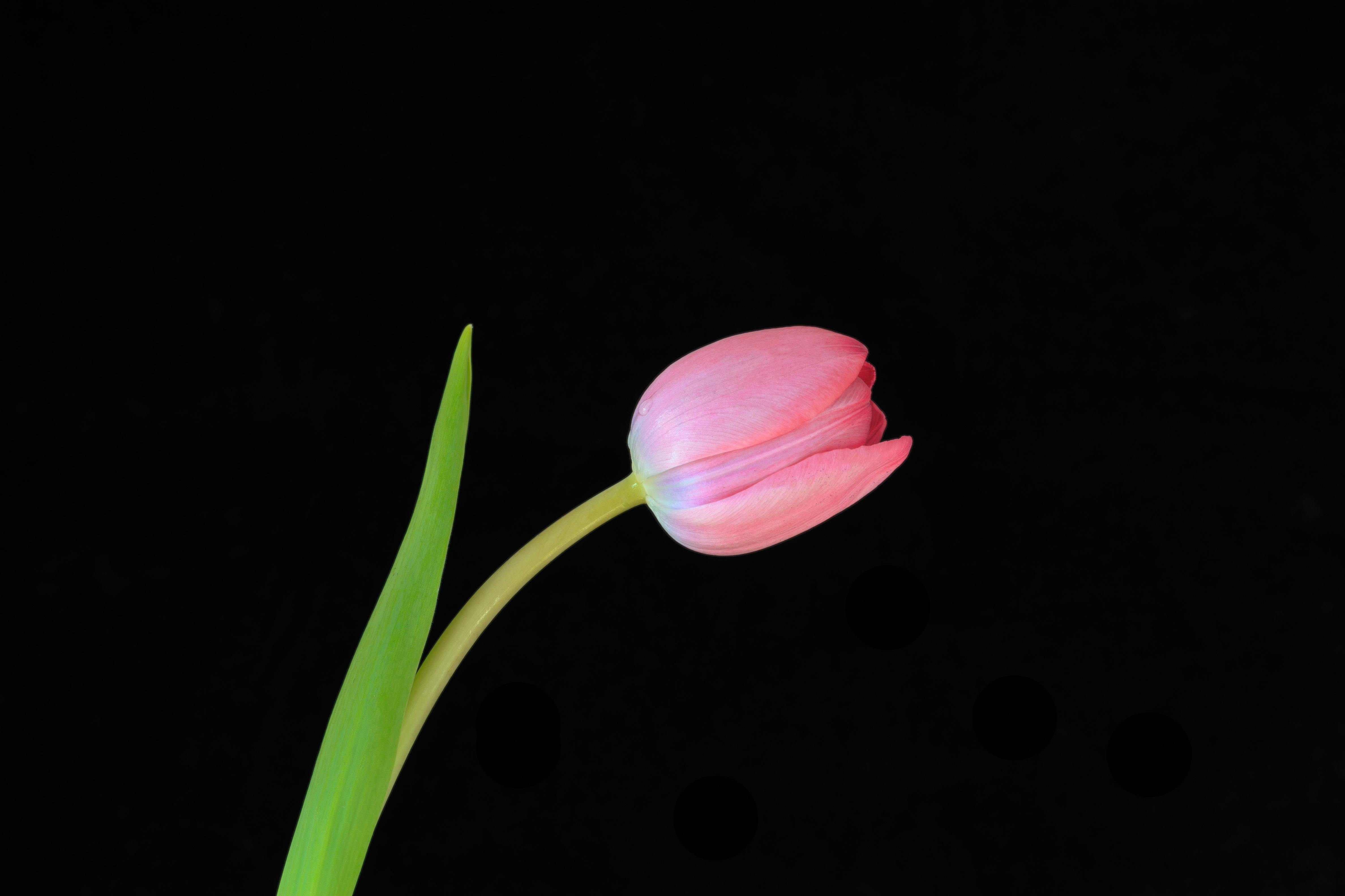 Tulip Wallpaper Photos, Download The BEST Free Tulip Wallpaper Stock ...