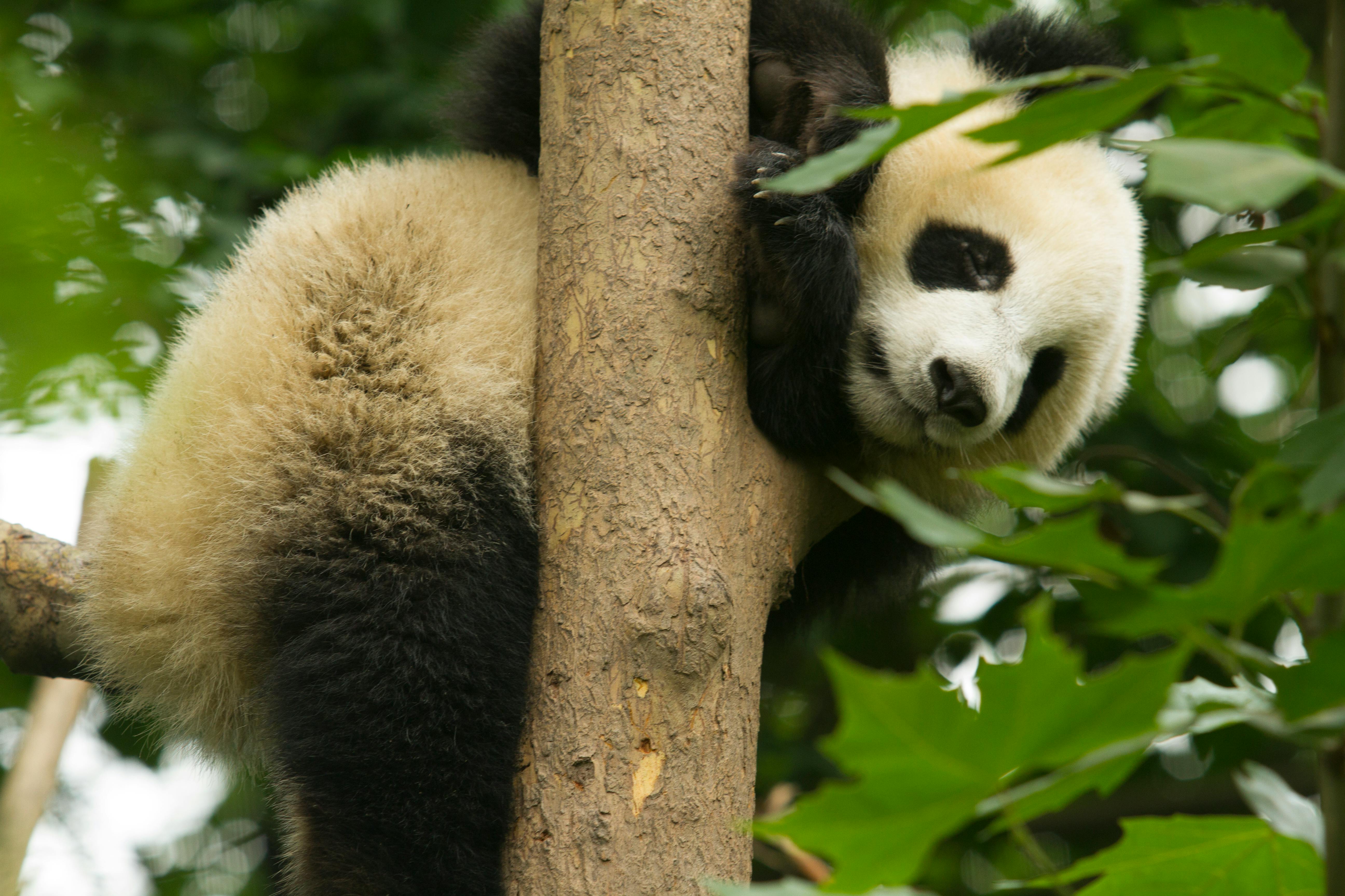 Selective Focus Photo of a Panda on a Tree · Free Stock Photo