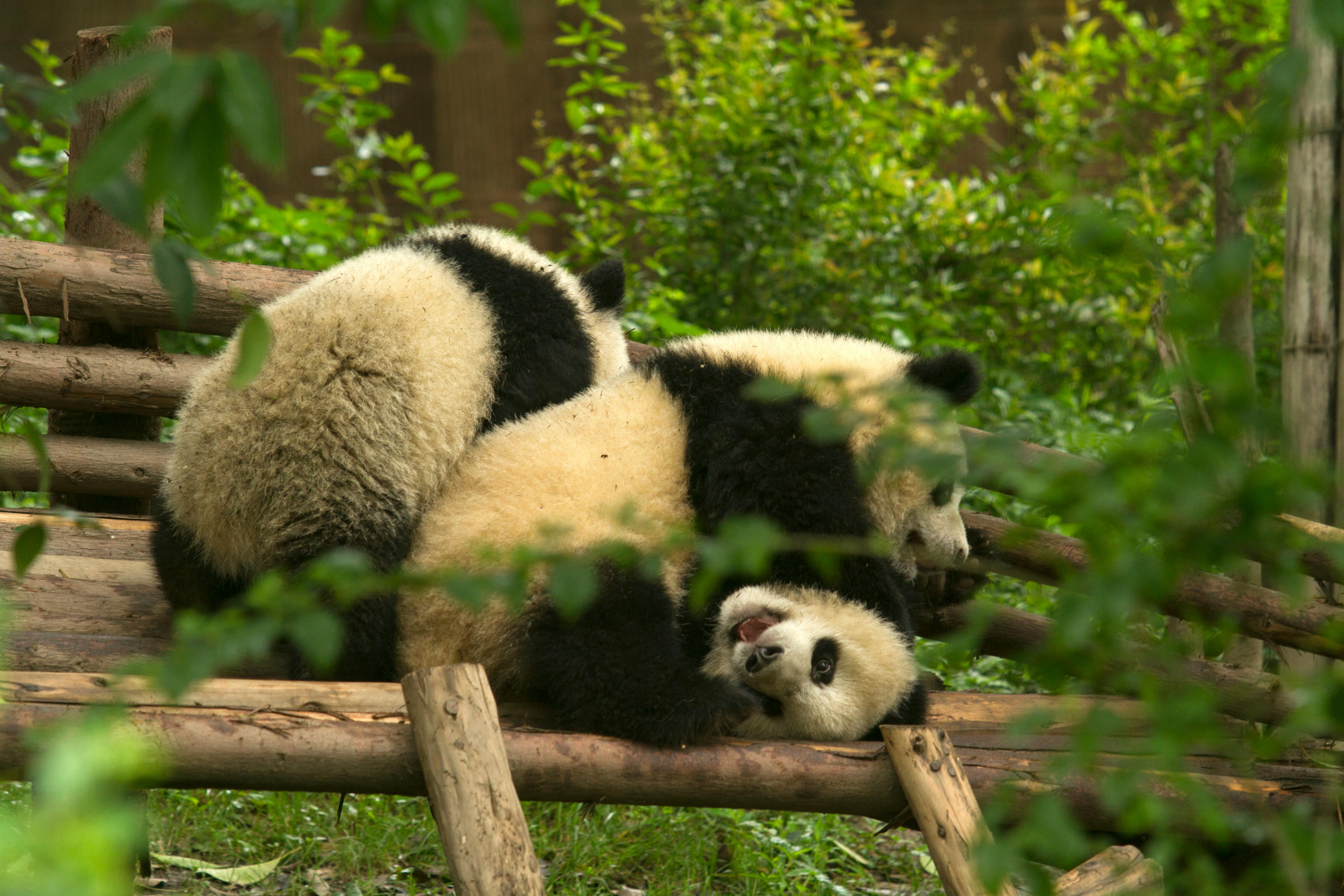 Portrait of Sitting Panda · Free Stock Photo