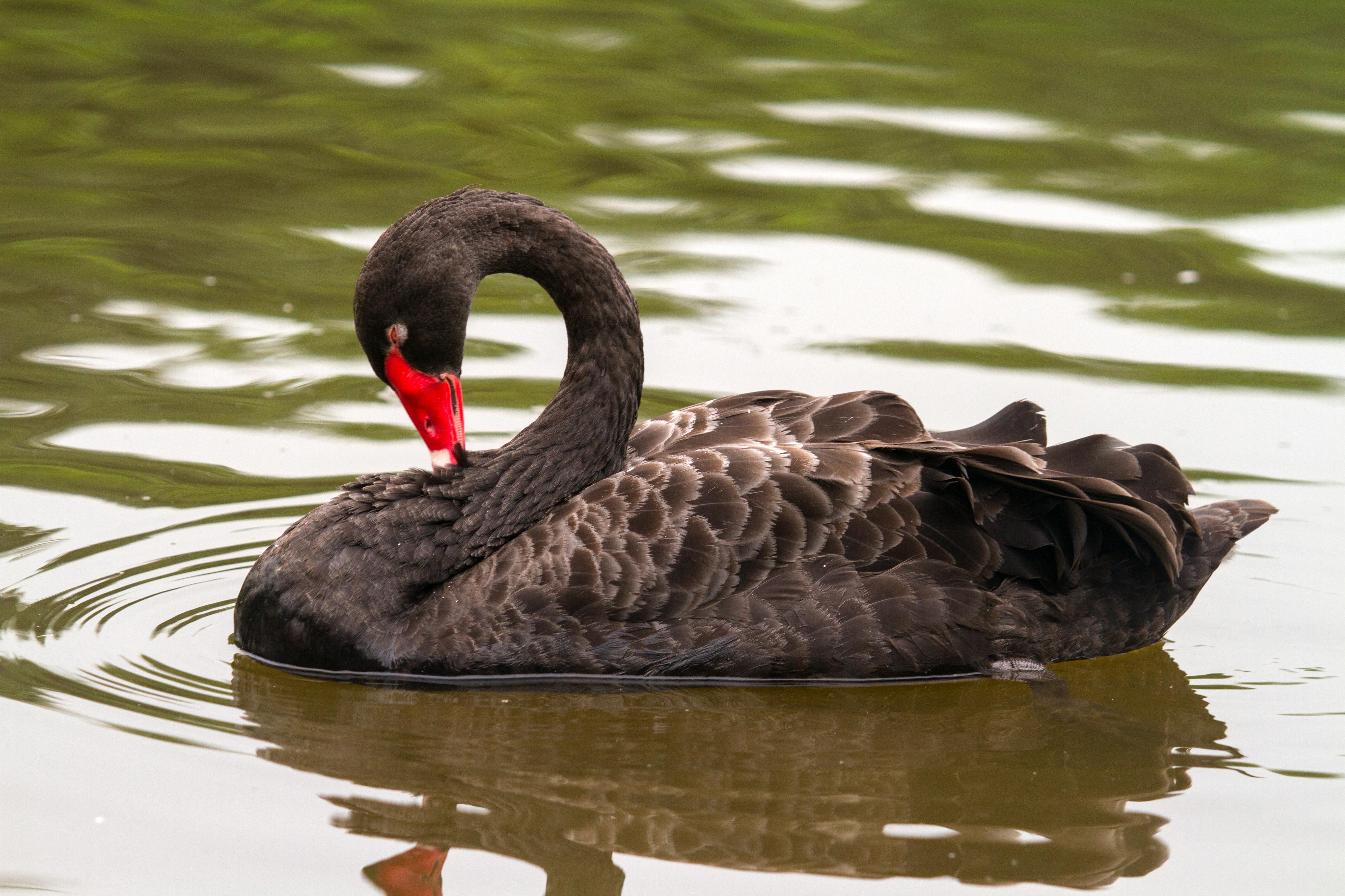 Photo of a Black Swan with a Red Beak · Free Stock Photo