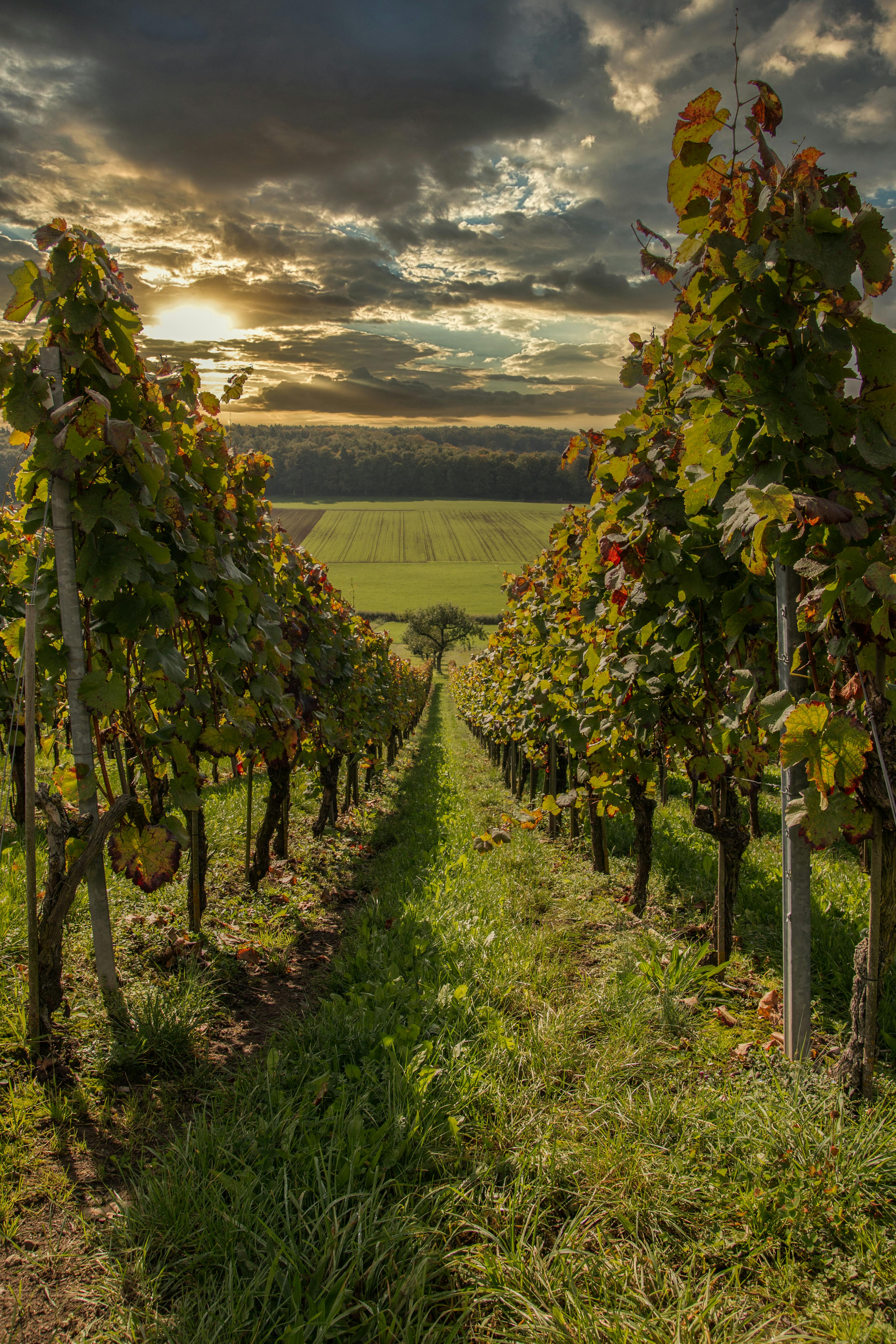 Strato-cumulus Clouds · Free Stock Photo