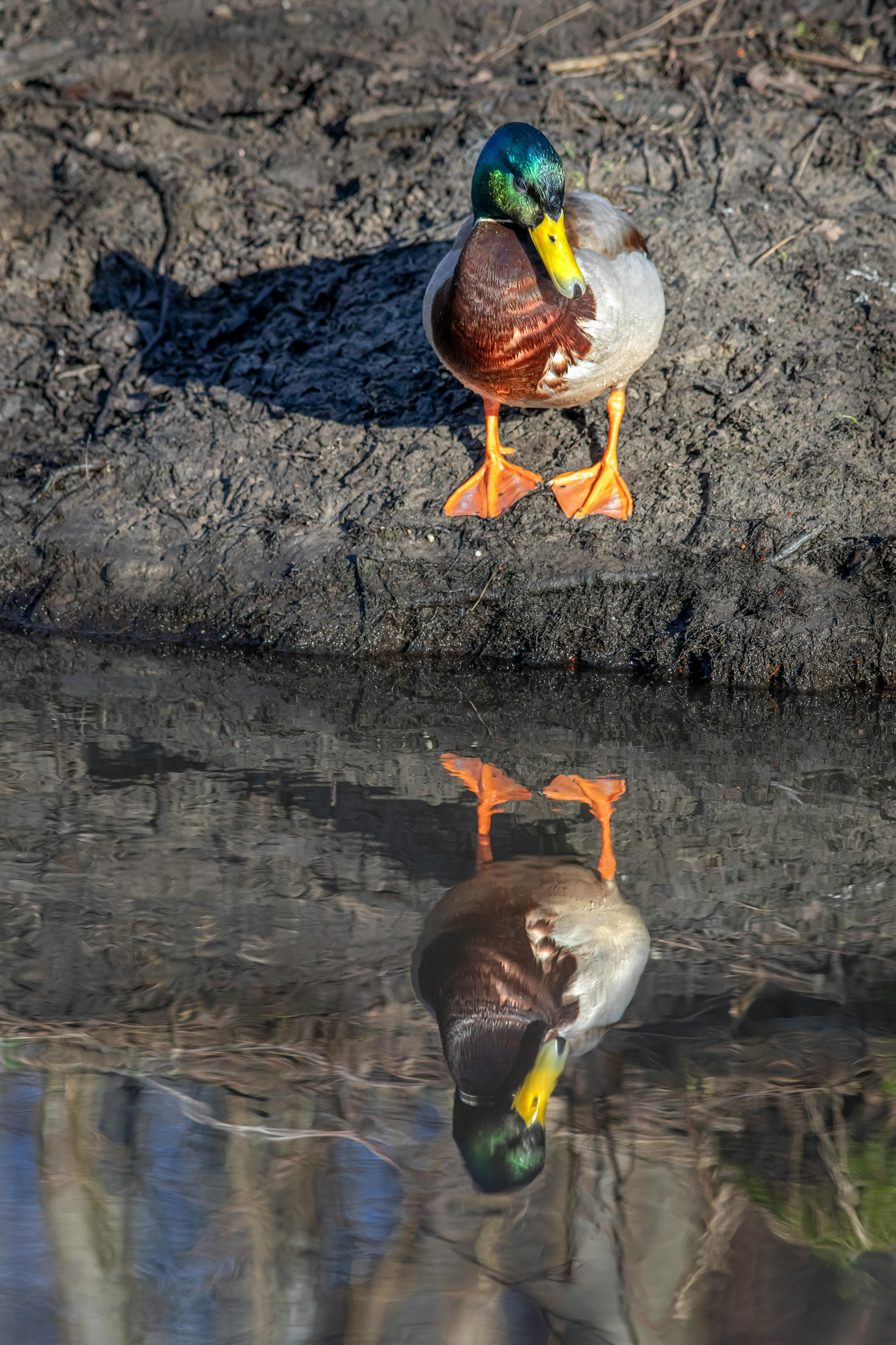 Gray Mallard Ducks · Free Stock Photo