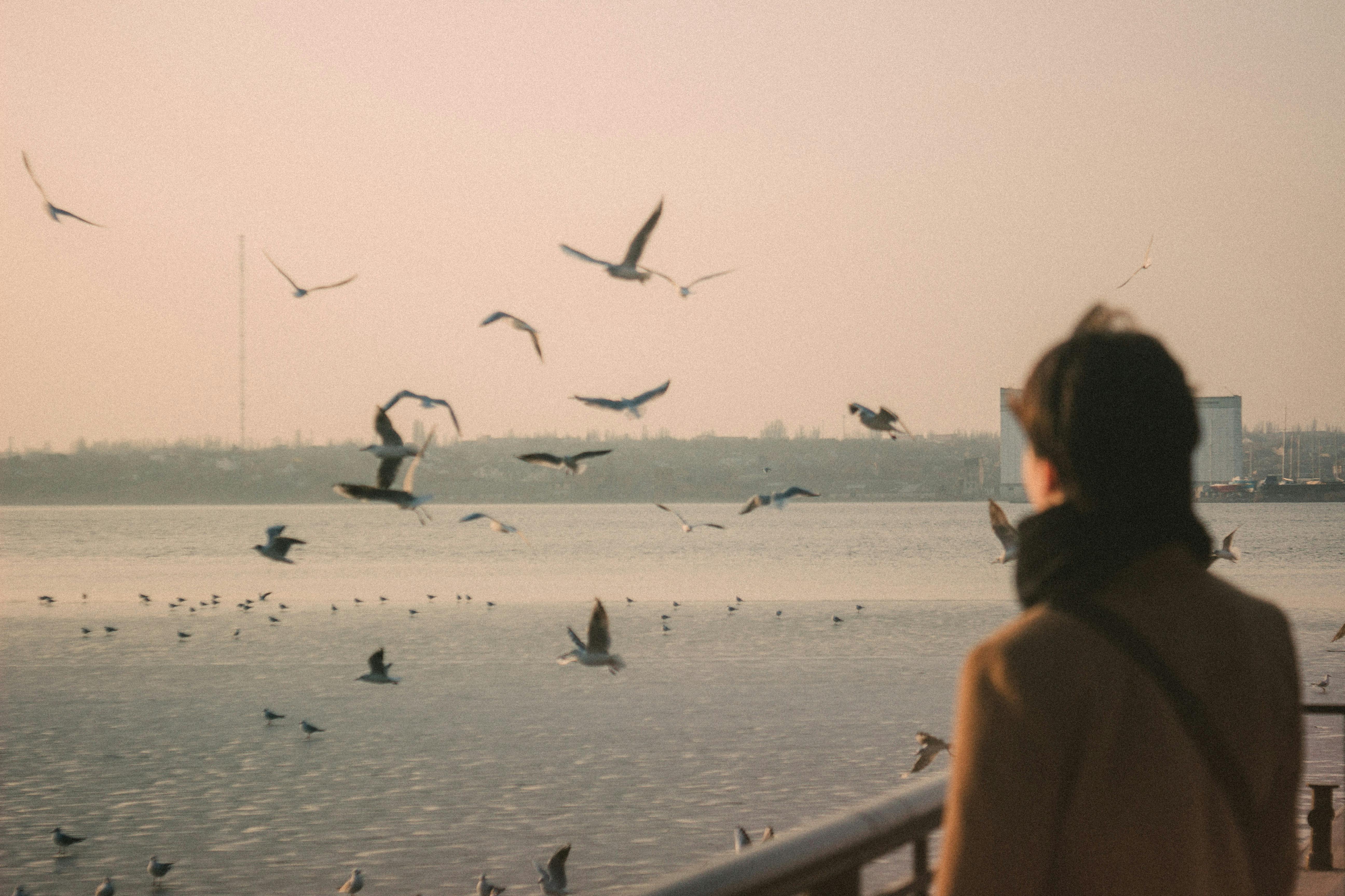A Woman Watching Birds Flying Over a Body of Water · Free Stock Photo