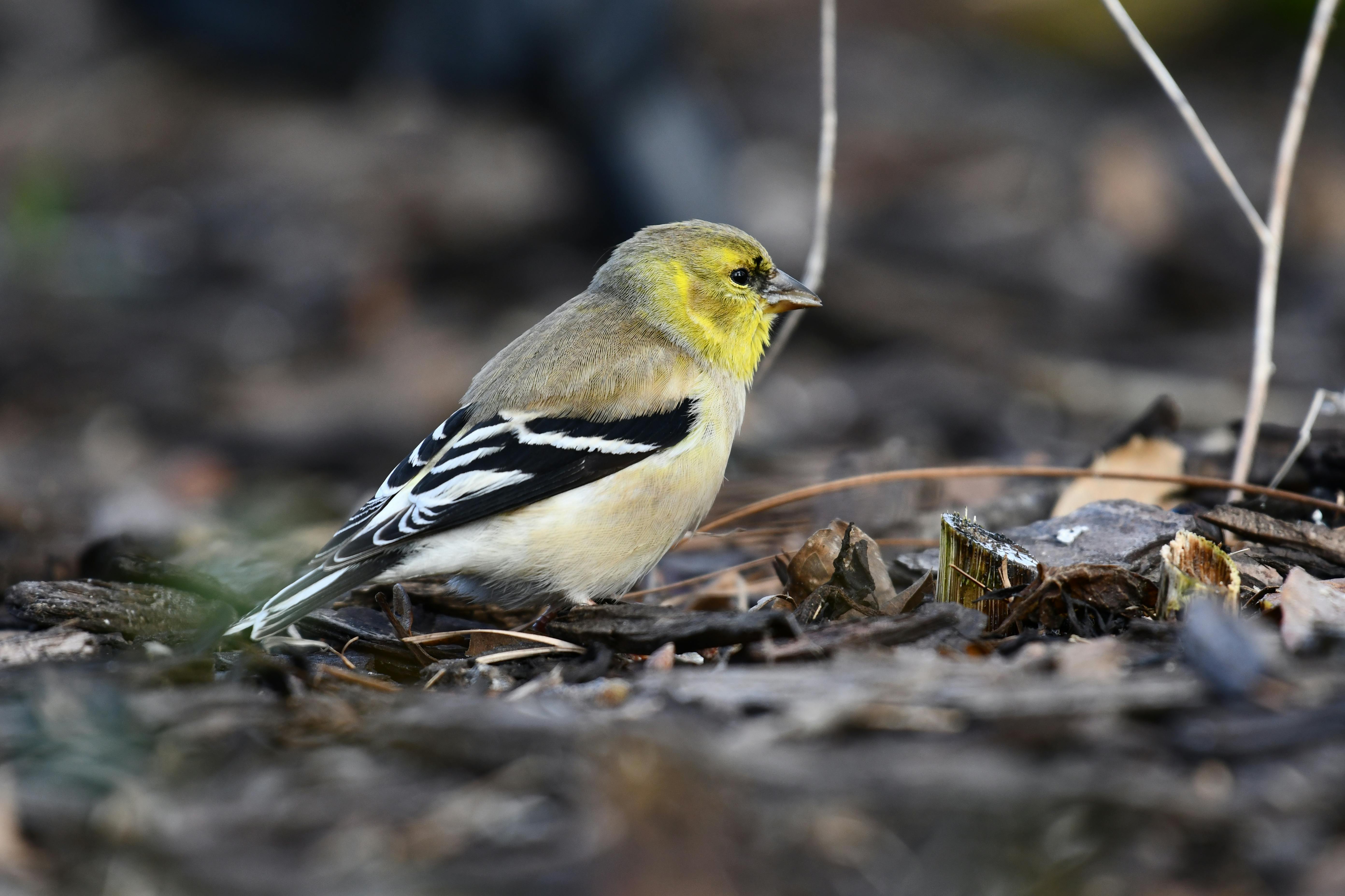 Female Yellow Finches