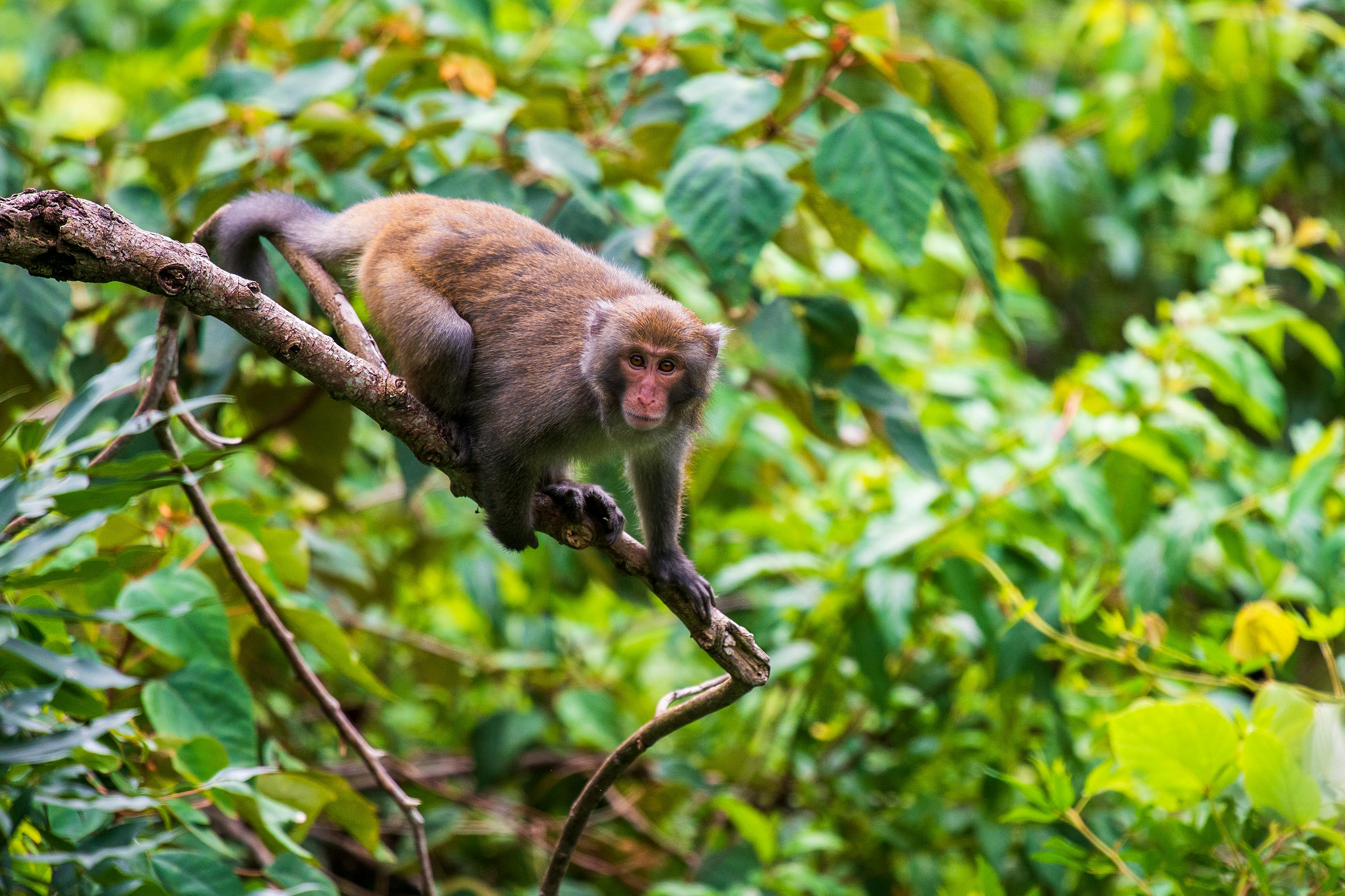 Brown Monkey on Tree Branch · Free Stock Photo