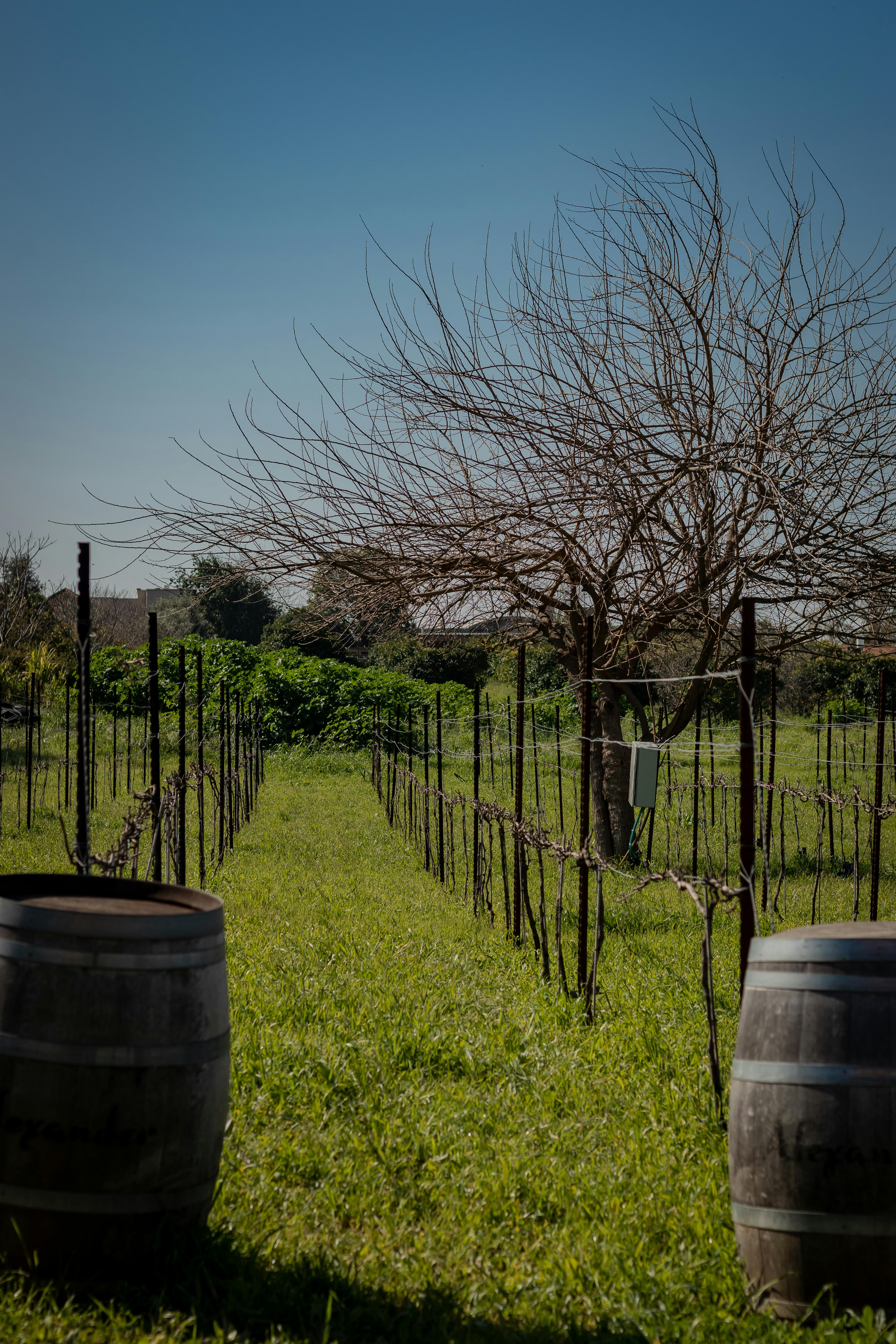 Barrel Land Photos, Download The BEST Free Barrel Land Stock Photos ...