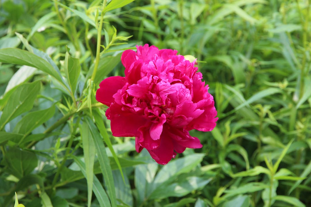 How long do peonies bloom in vase from garden to vase?