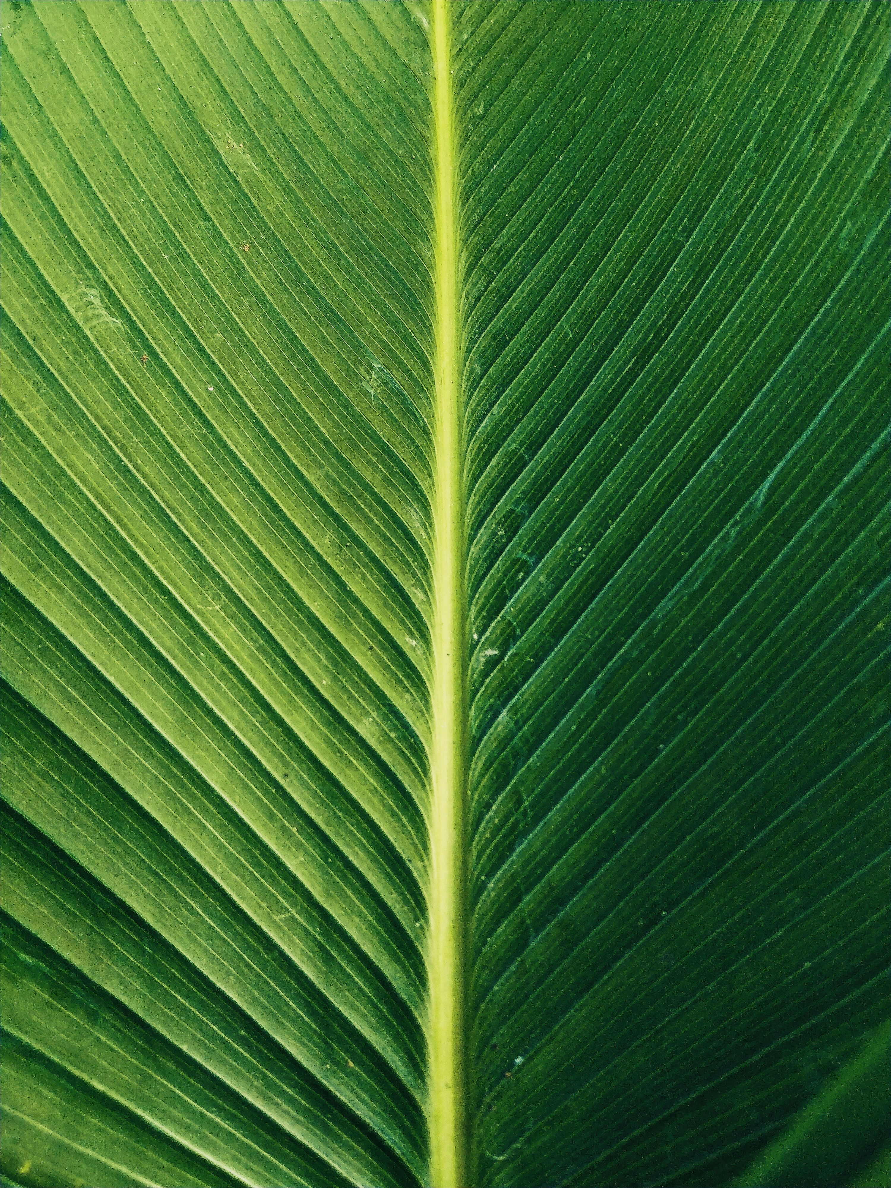 The Midrib of a Green Leaf · Free Stock Photo