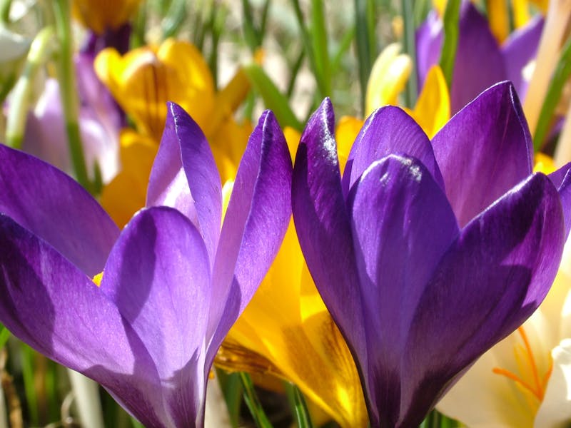 Crocus Photos, Download The BEST Free Crocus Stock Photos & HD Images