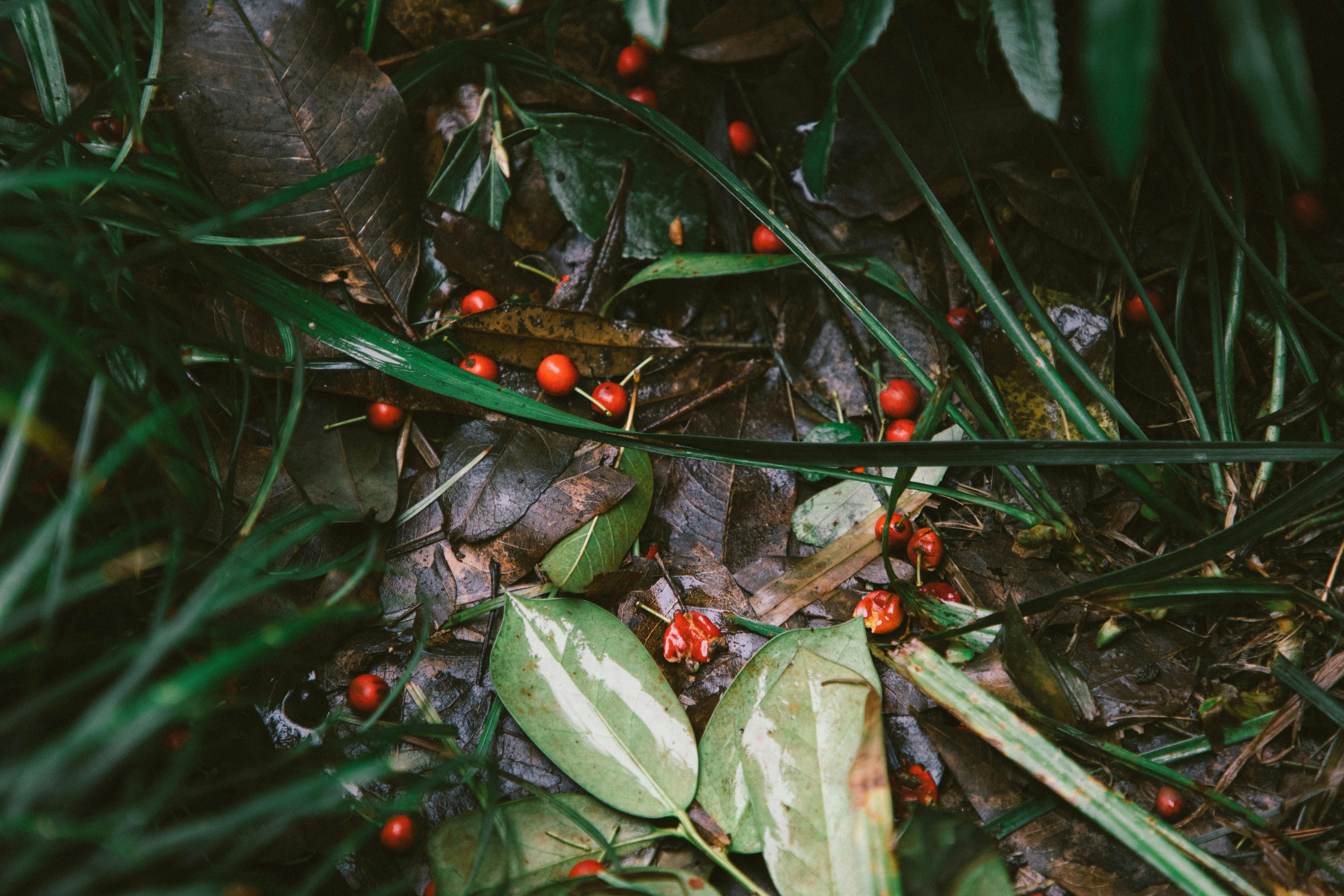 Small Red Round Fruits on the Ground · Free Stock Photo