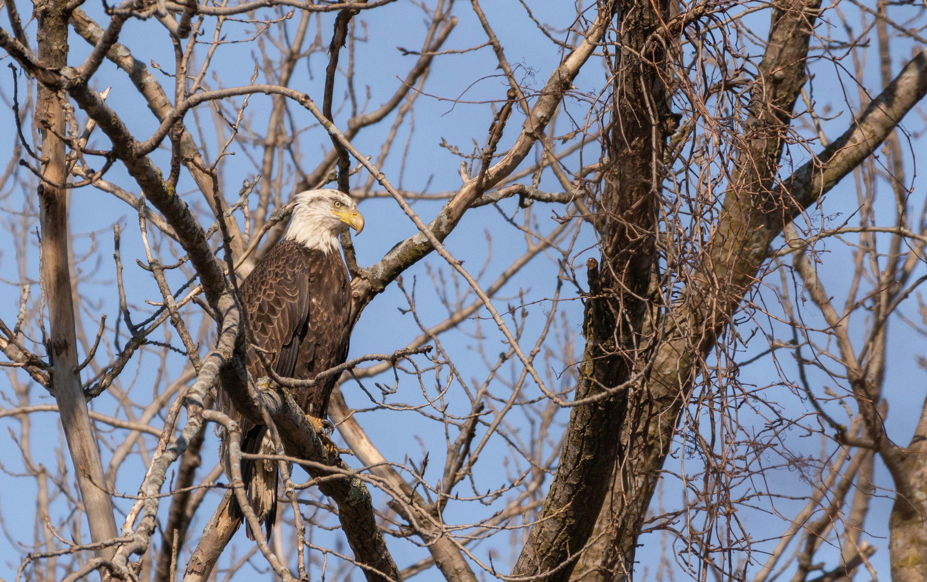 Bald Eagle on Brown Bare Tree · Free Stock Photo