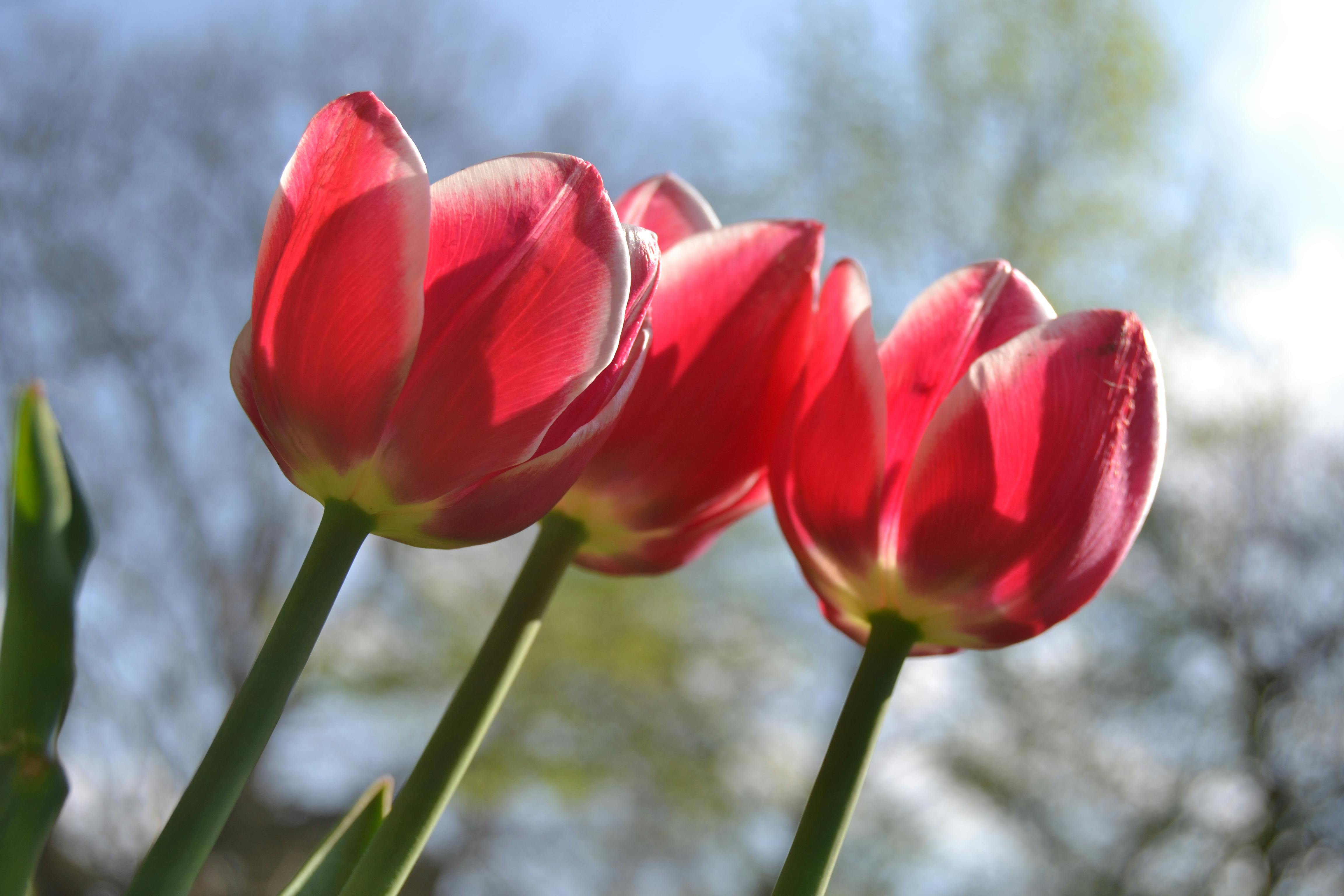 Liliaceae Photos, Download The BEST Free Liliaceae Stock Photos & HD Images