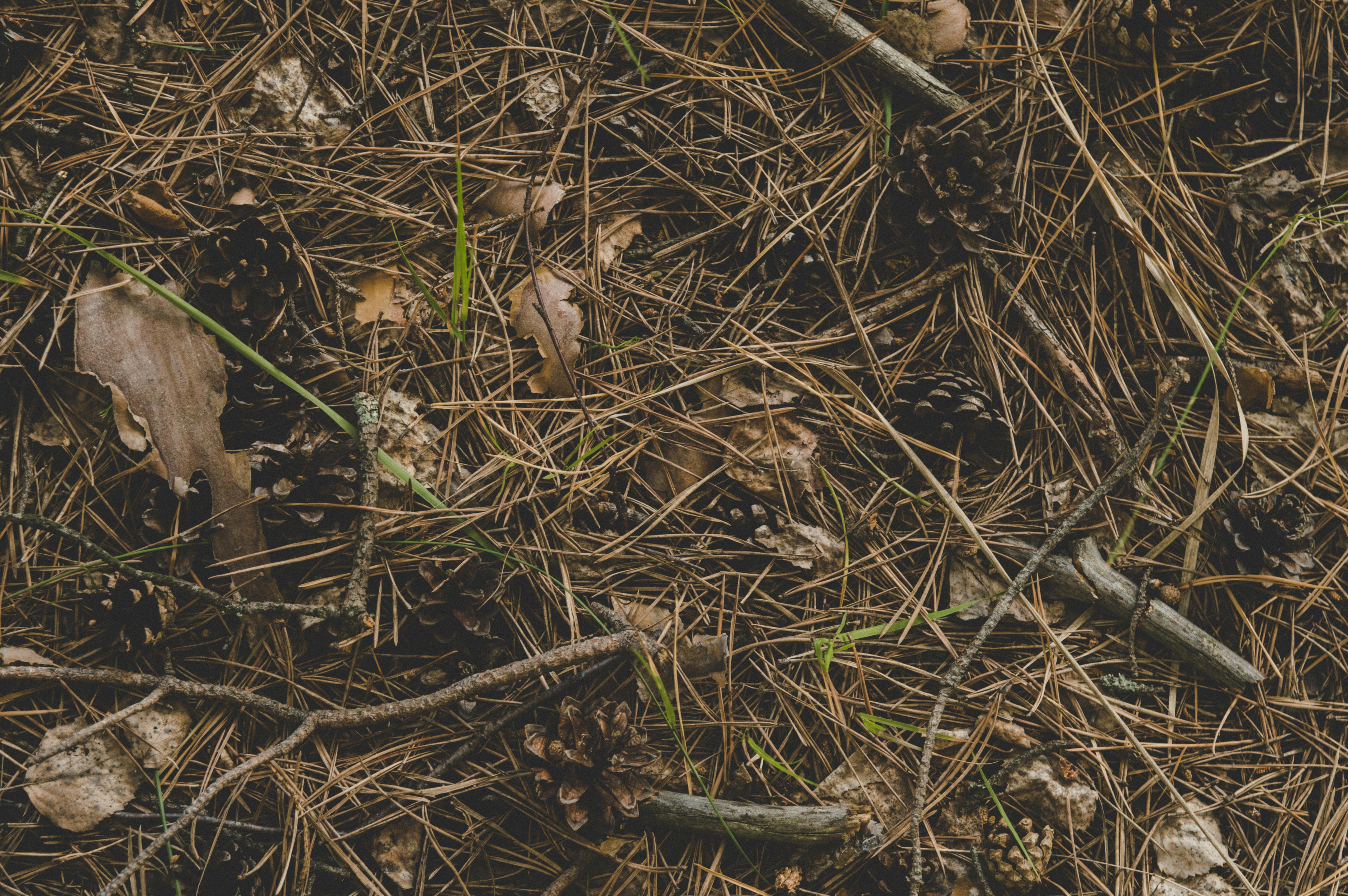 Photography of Twigs on the Ground · Free Stock Photo