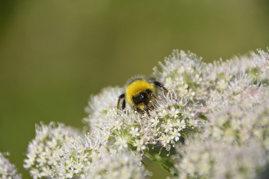 Free stock photo of bee, bumblebee, insect