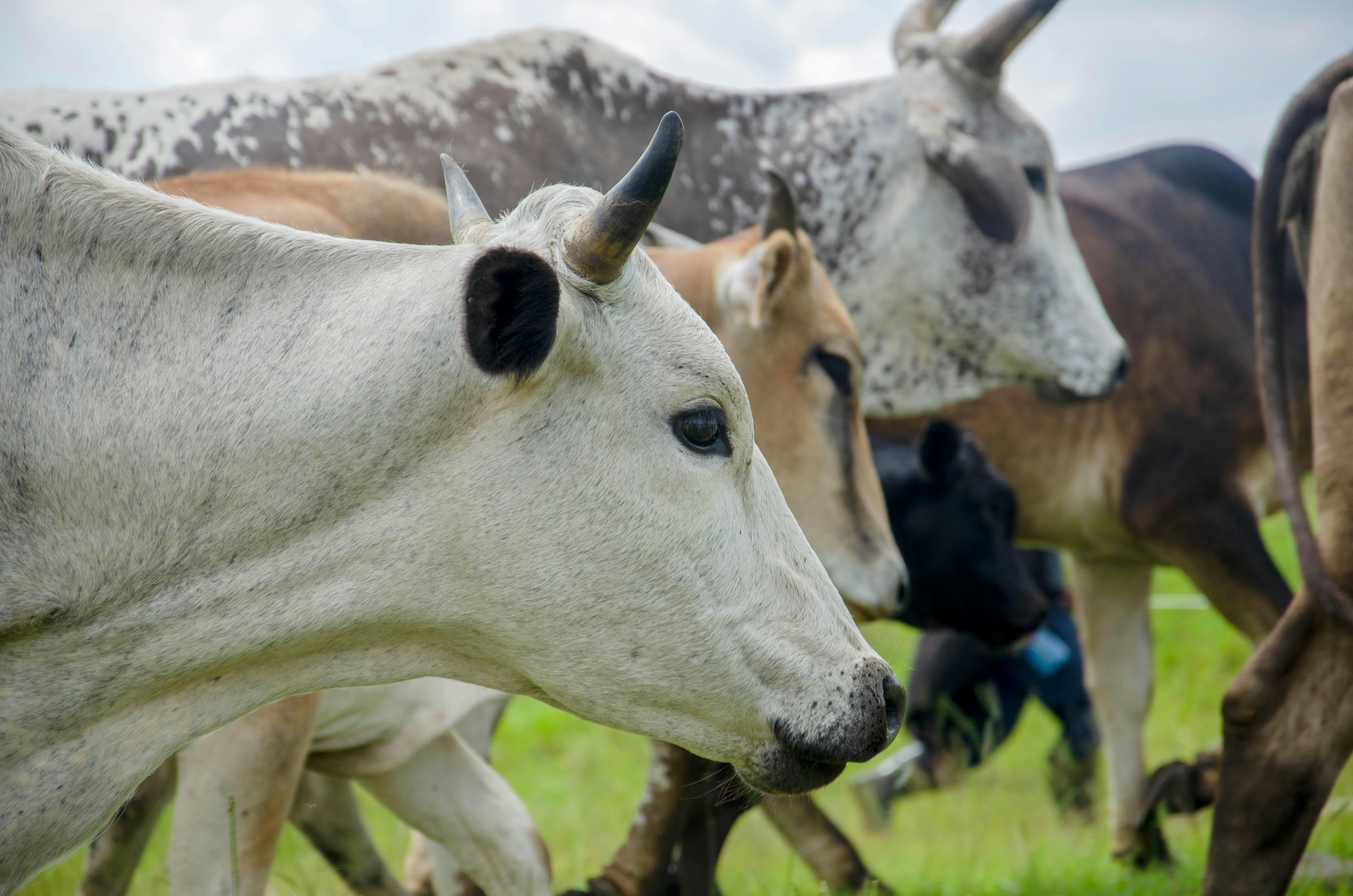 White purebred cows on green pasture · Free Stock Photo