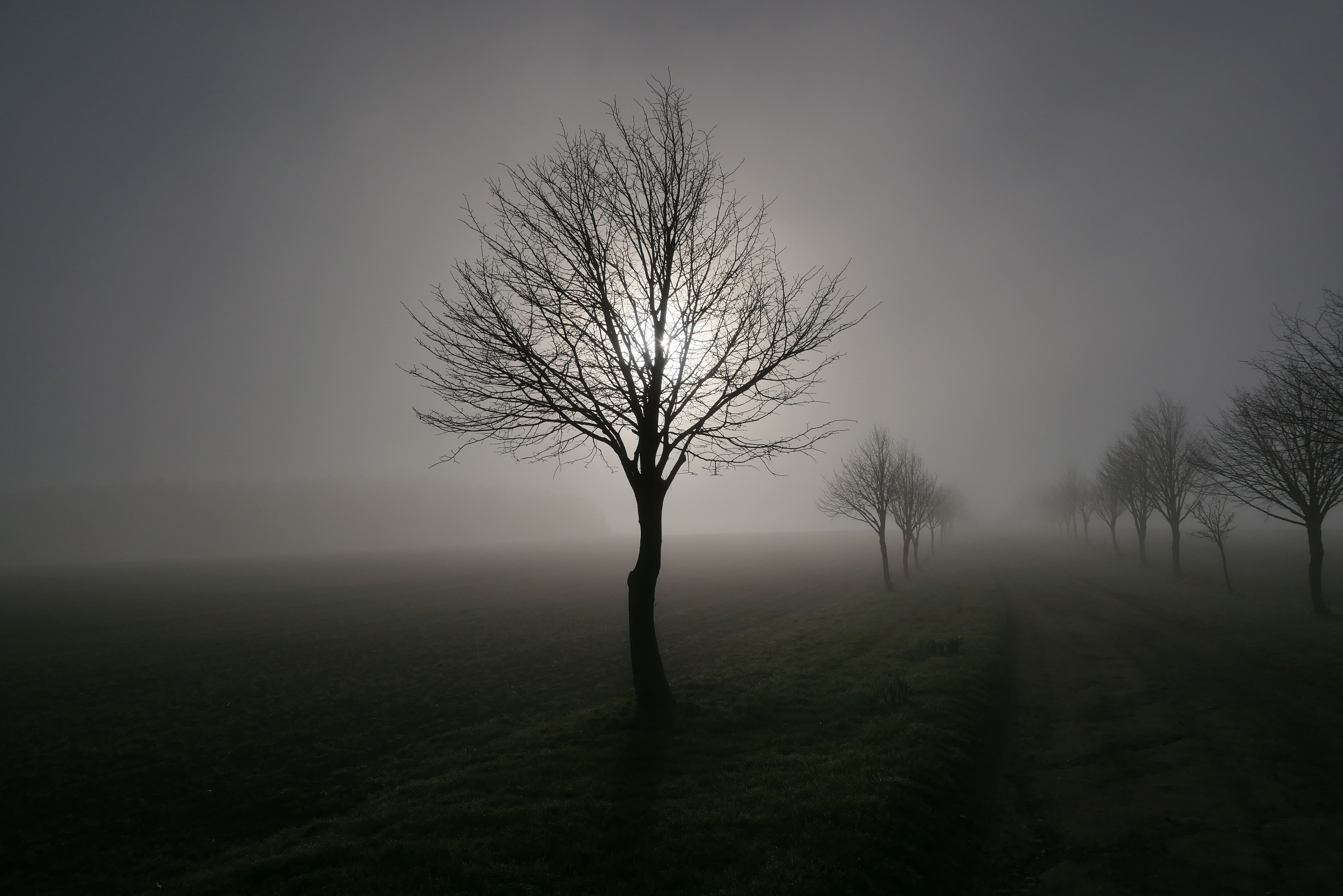 Leafless Trees on Green Field During Night Time · Free Stock Photo