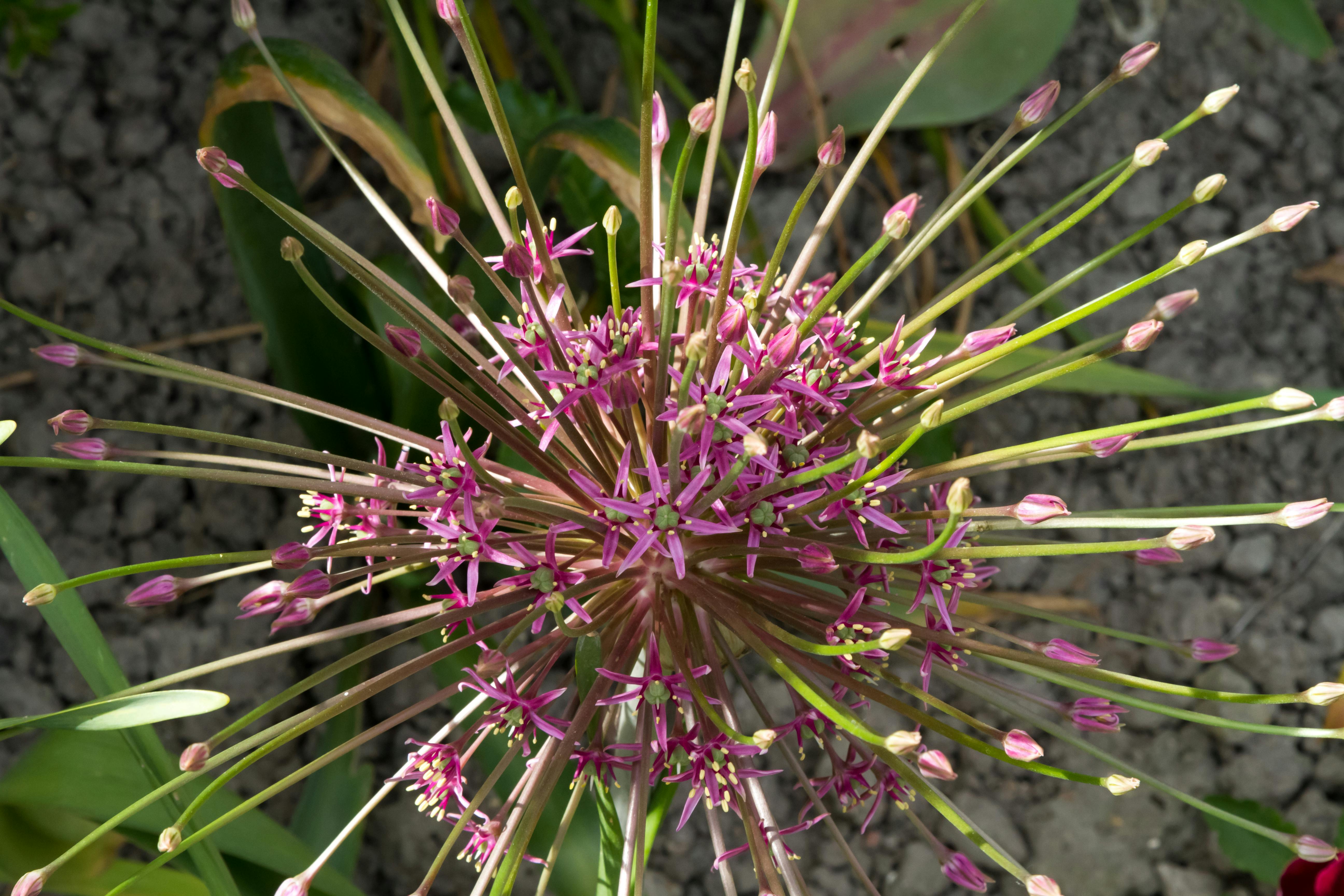 Paul Clements - Fotografía