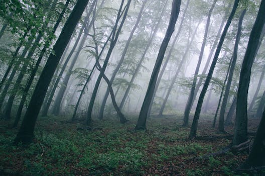 1000+ Beautiful Dark Forest Photos · Pexels · Free Stock Photos