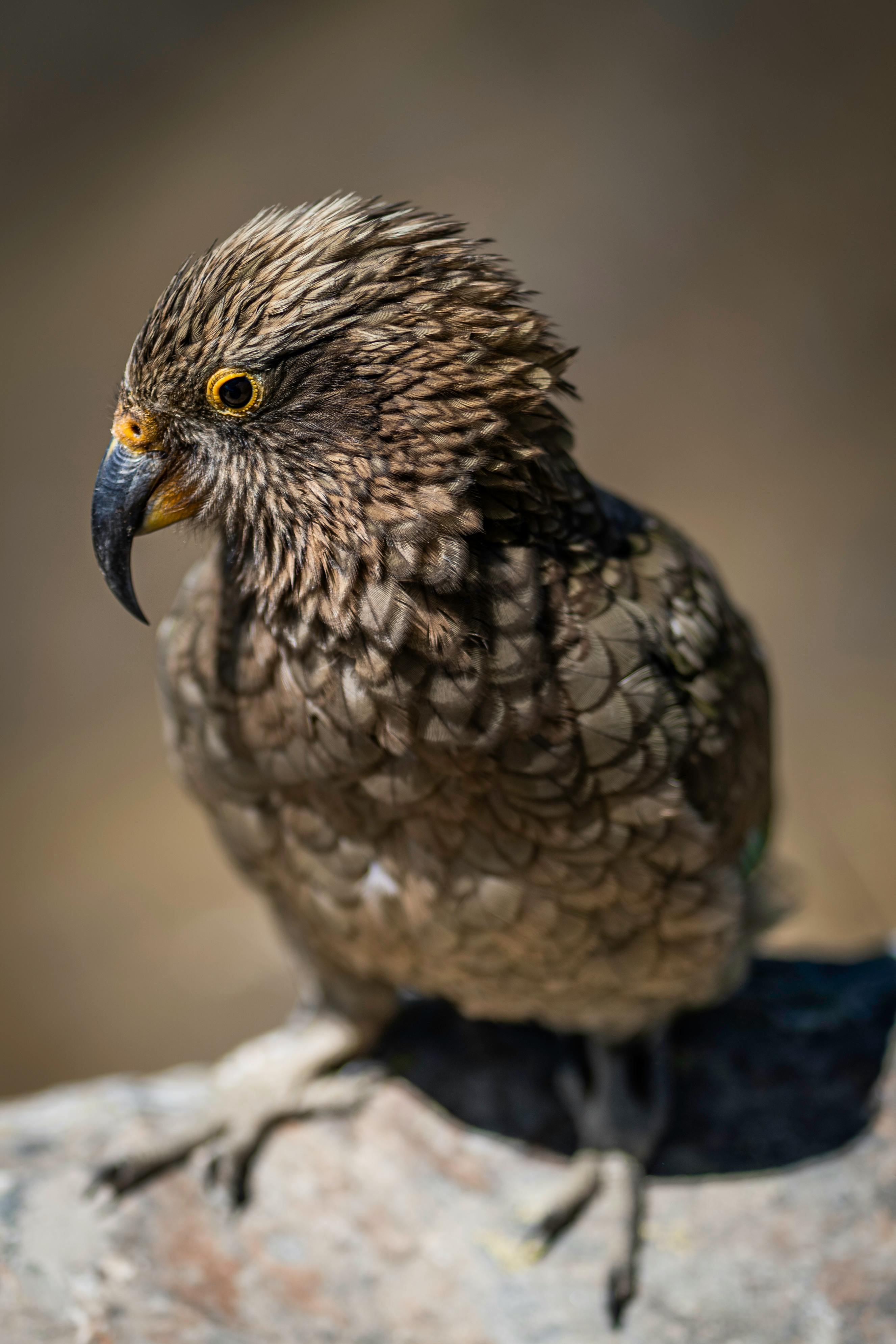 Photo of a Brown Bird · Free Stock Photo