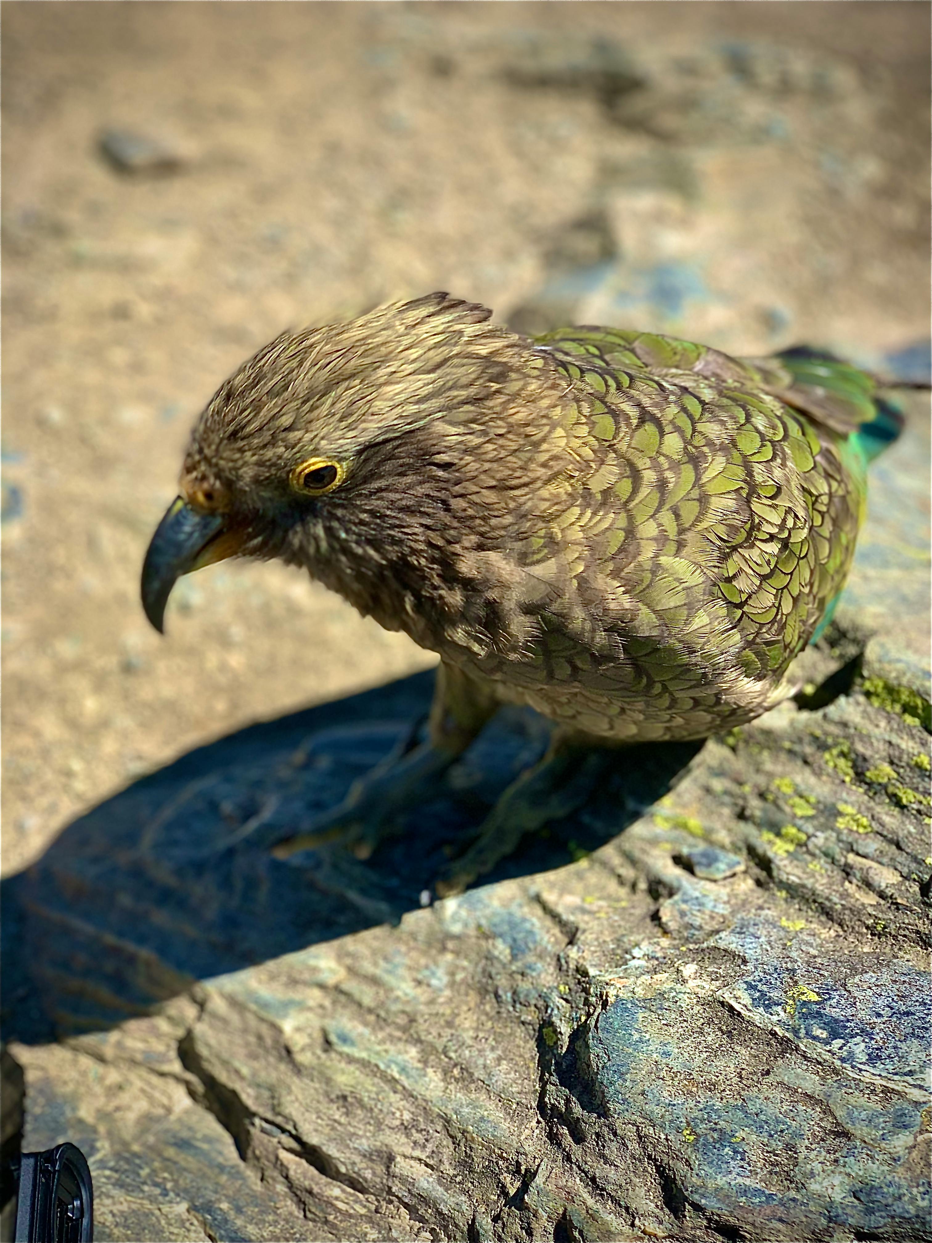 Kea Papagáj Photos, Download The BEST Free Kea Papagáj Stock Photos ...