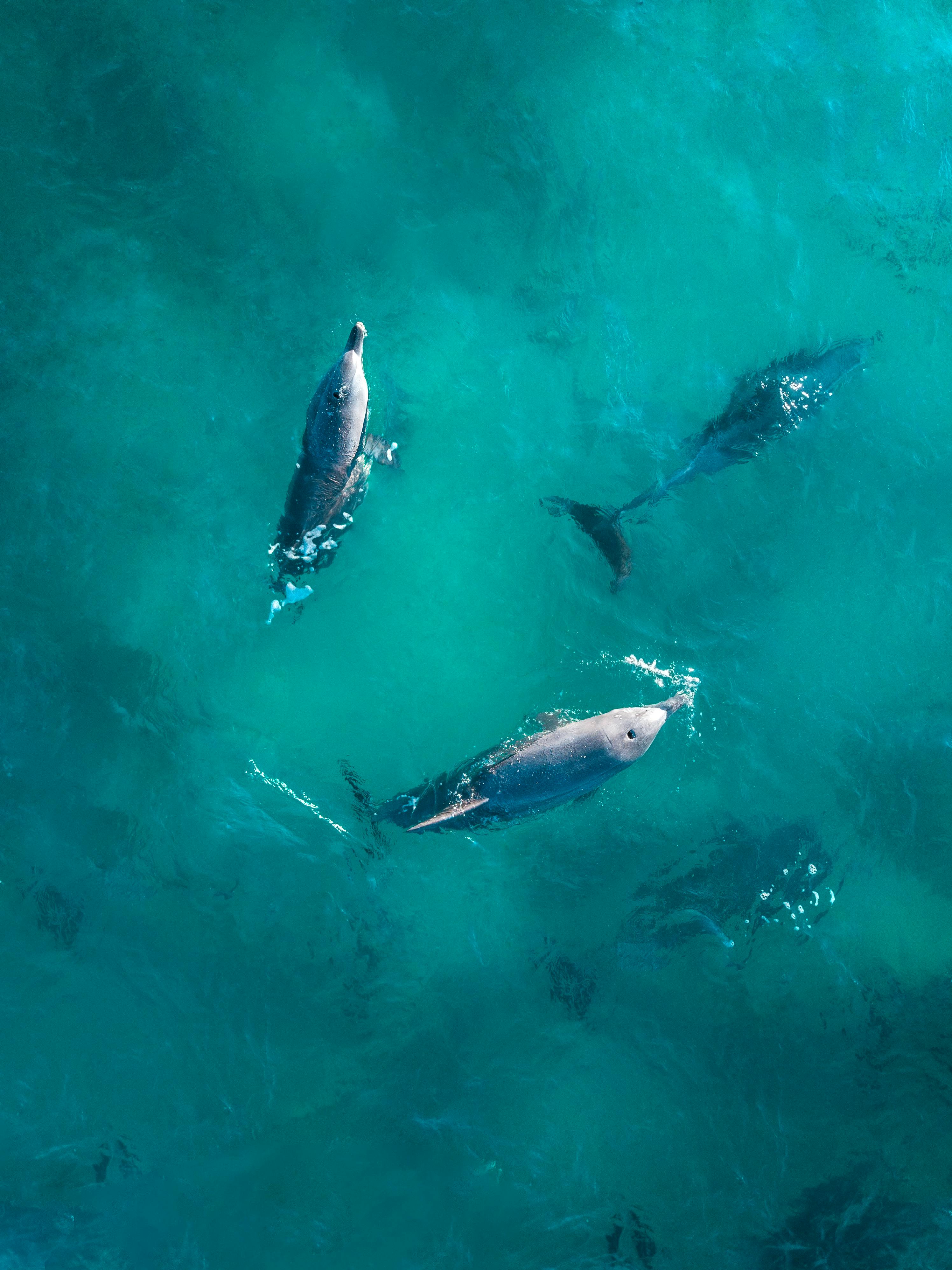 Three Dolphins on Water · Free Stock Photo