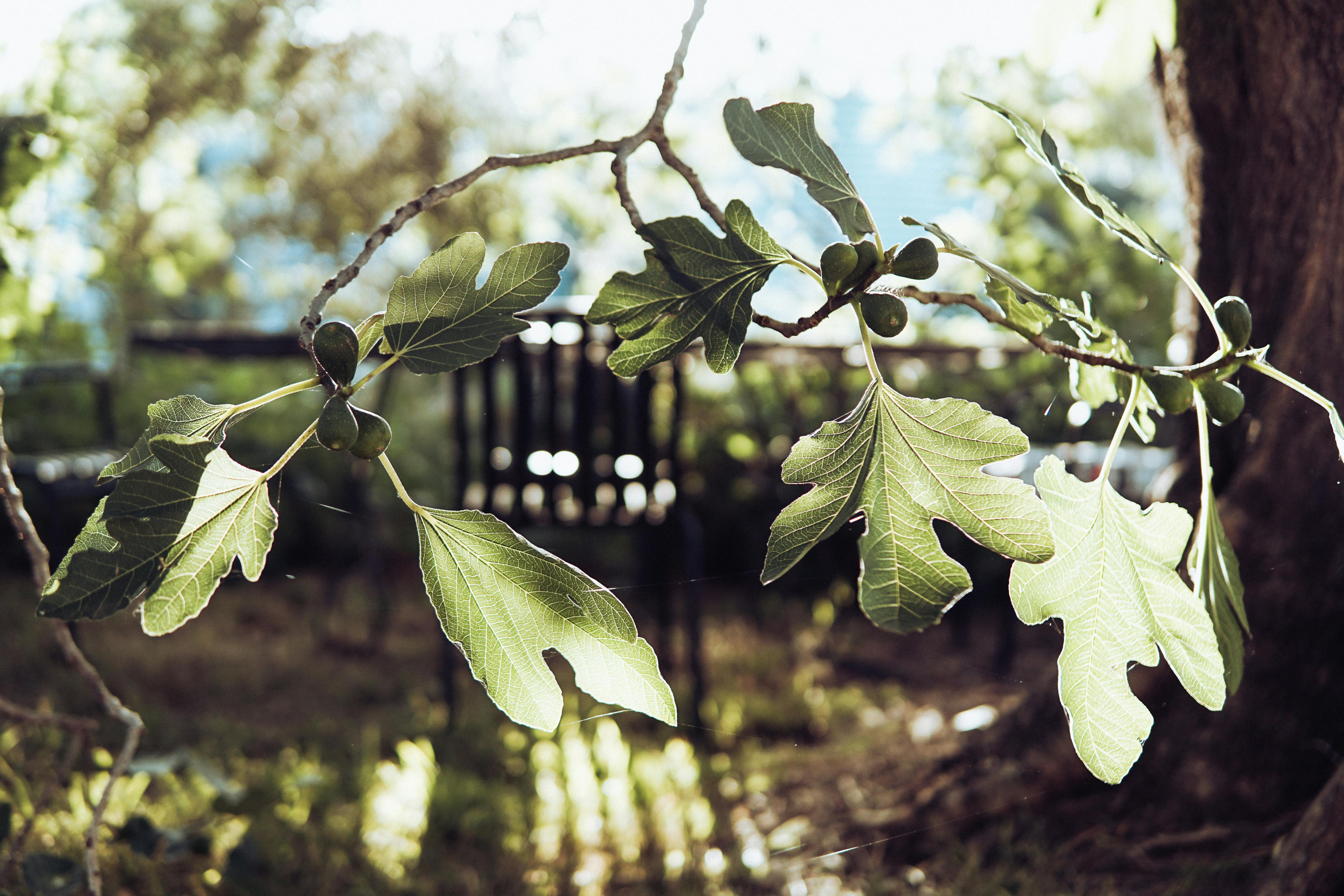 Close up of a Twig · Free Stock Photo