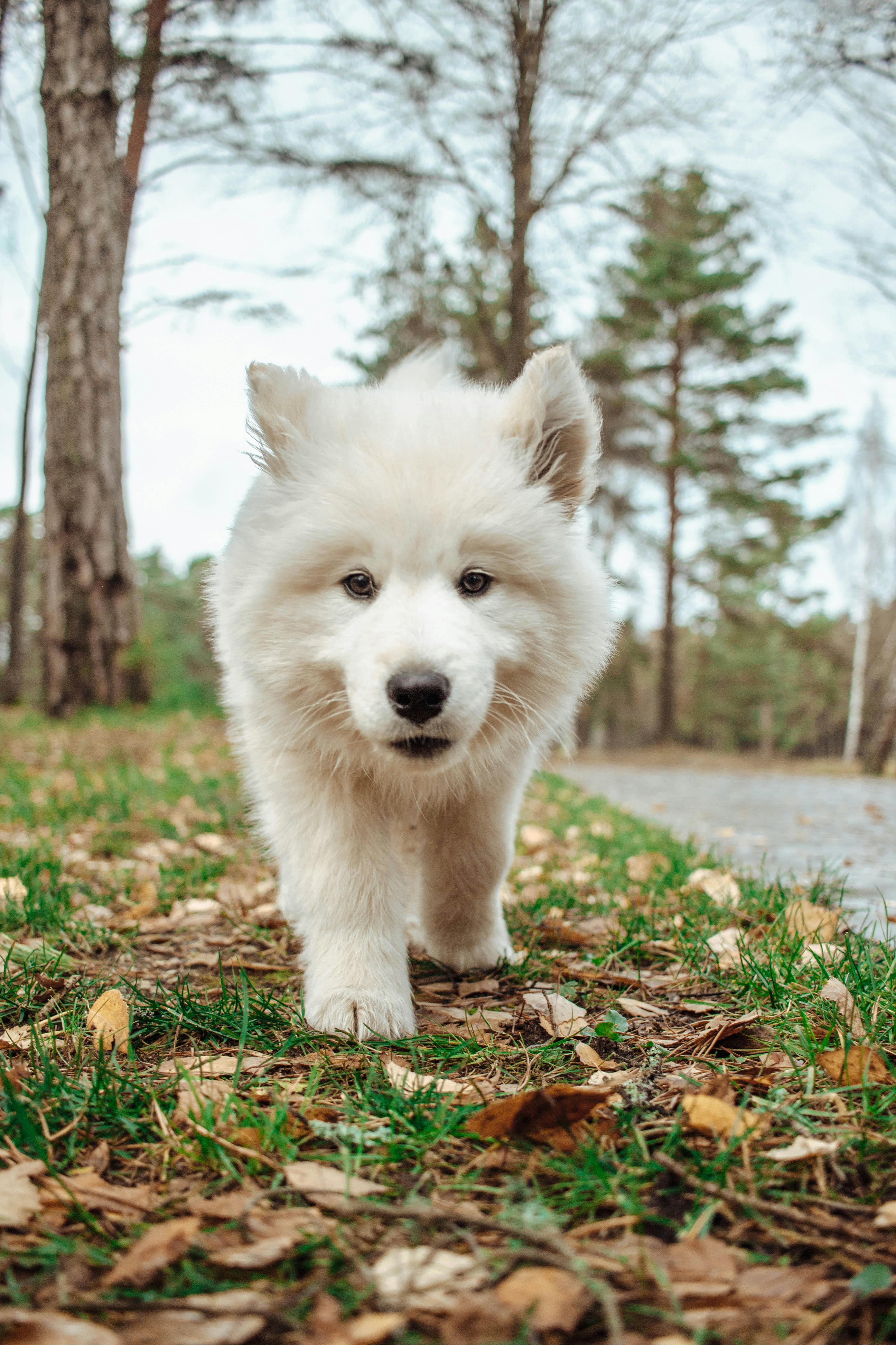 A Close-Up Shot of a Samoyed Dog on Grass · Free Stock Photo
