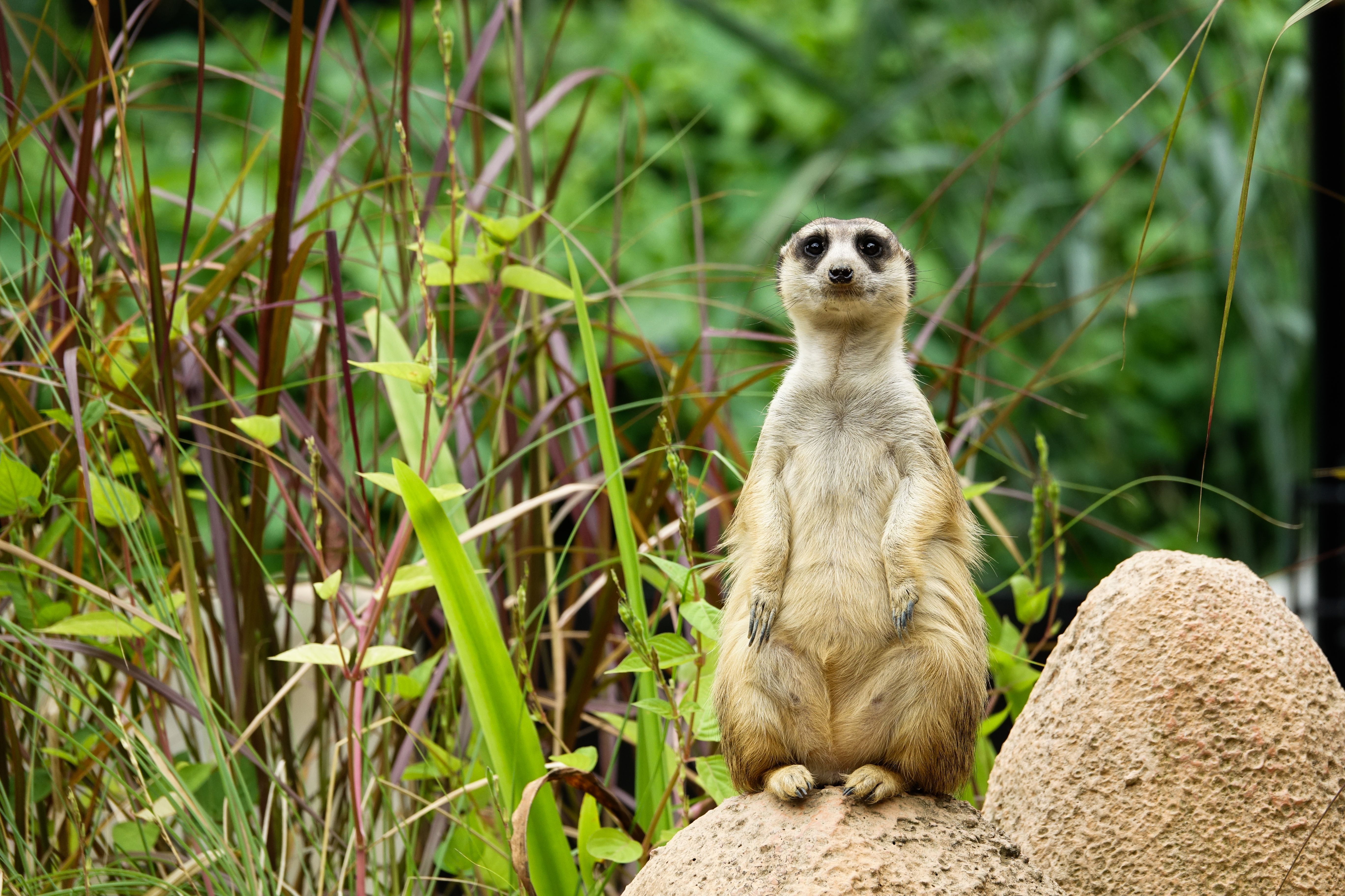 Brown and White 2 Legged Animal Standing on Tree Branch · Free Stock Photo