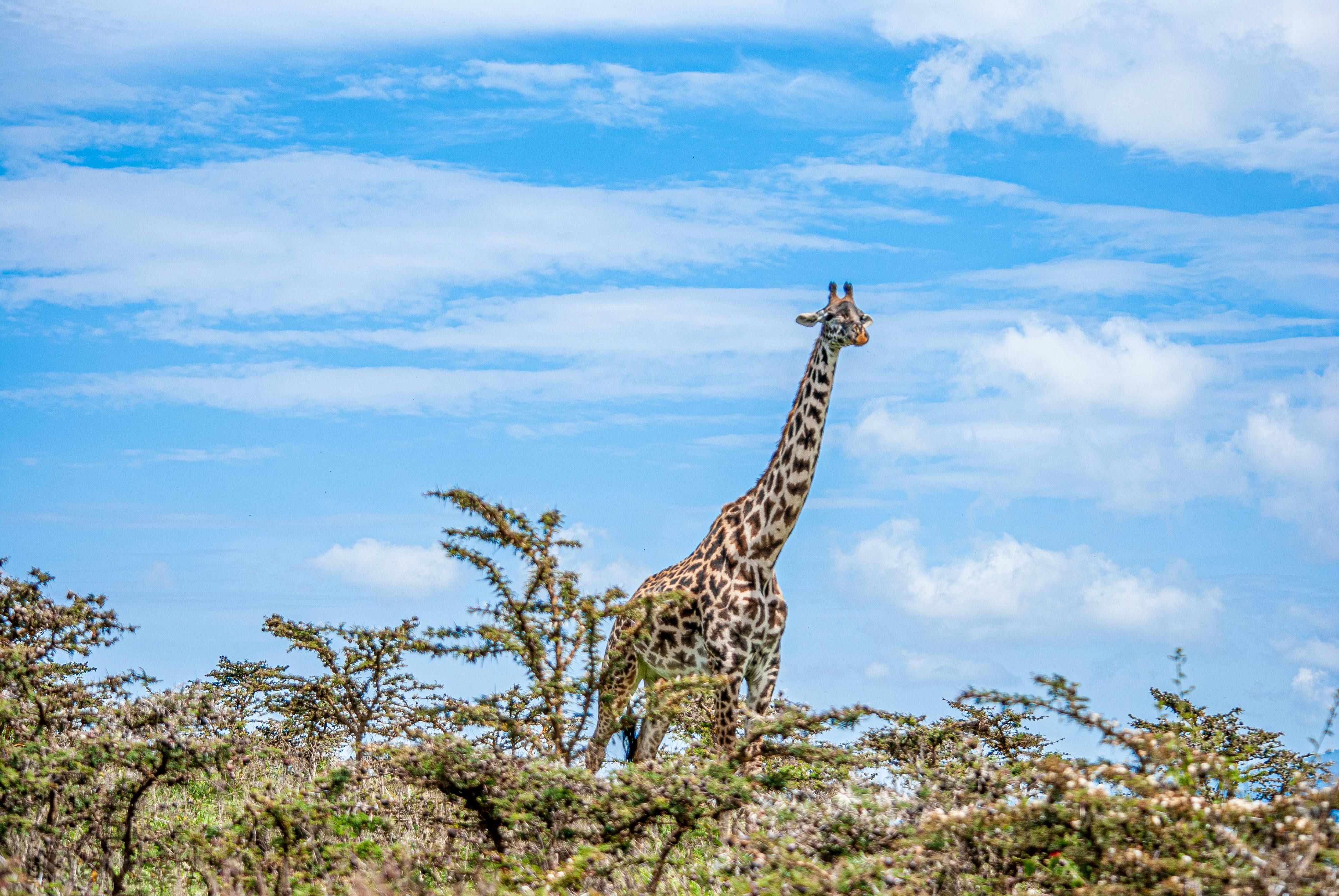 16 fotos y vídeos de Serengeti Africa guardados por Aleksandr Volkov