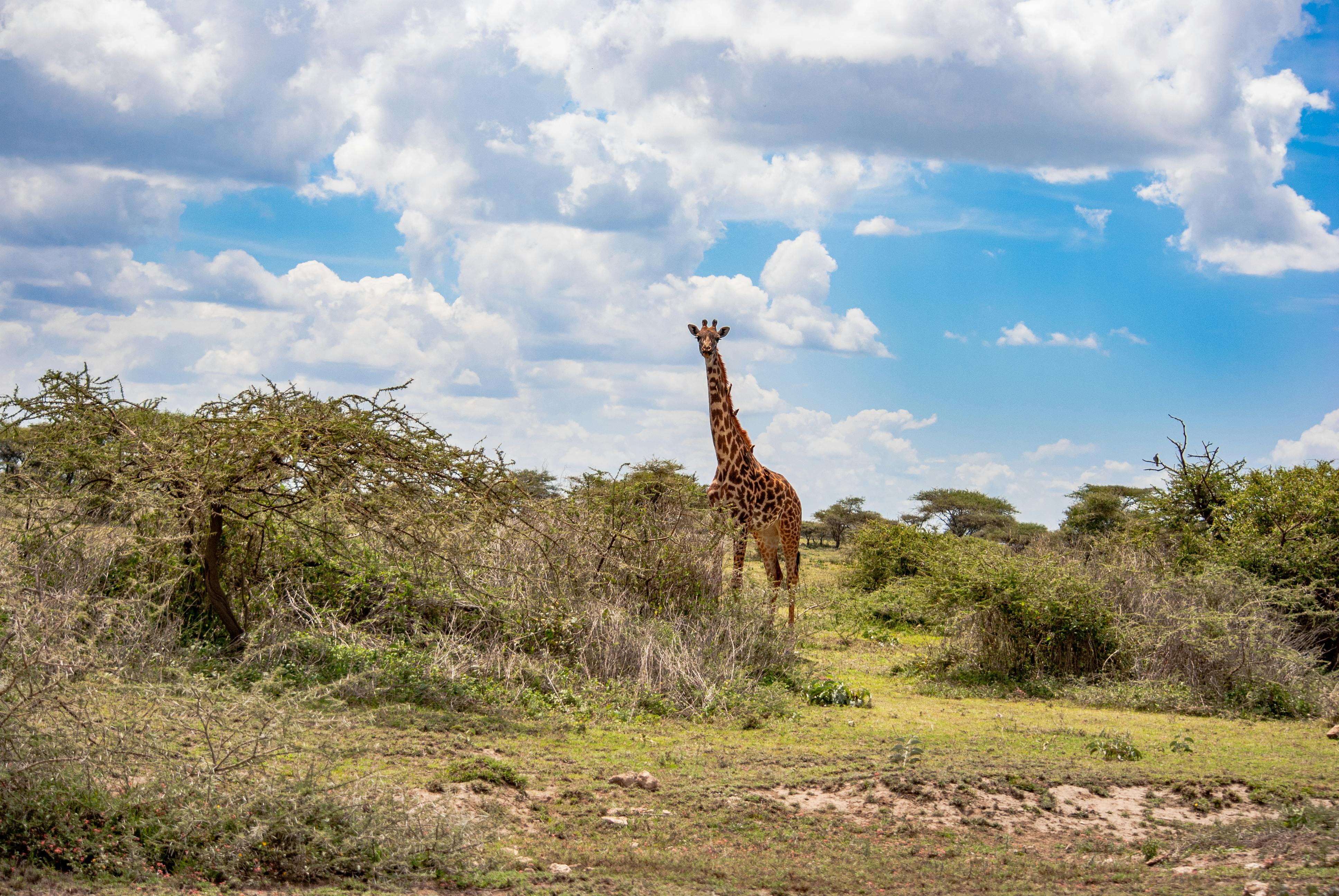 16 fotos y vídeos de Serengeti Africa guardados por Aleksandr Volkov