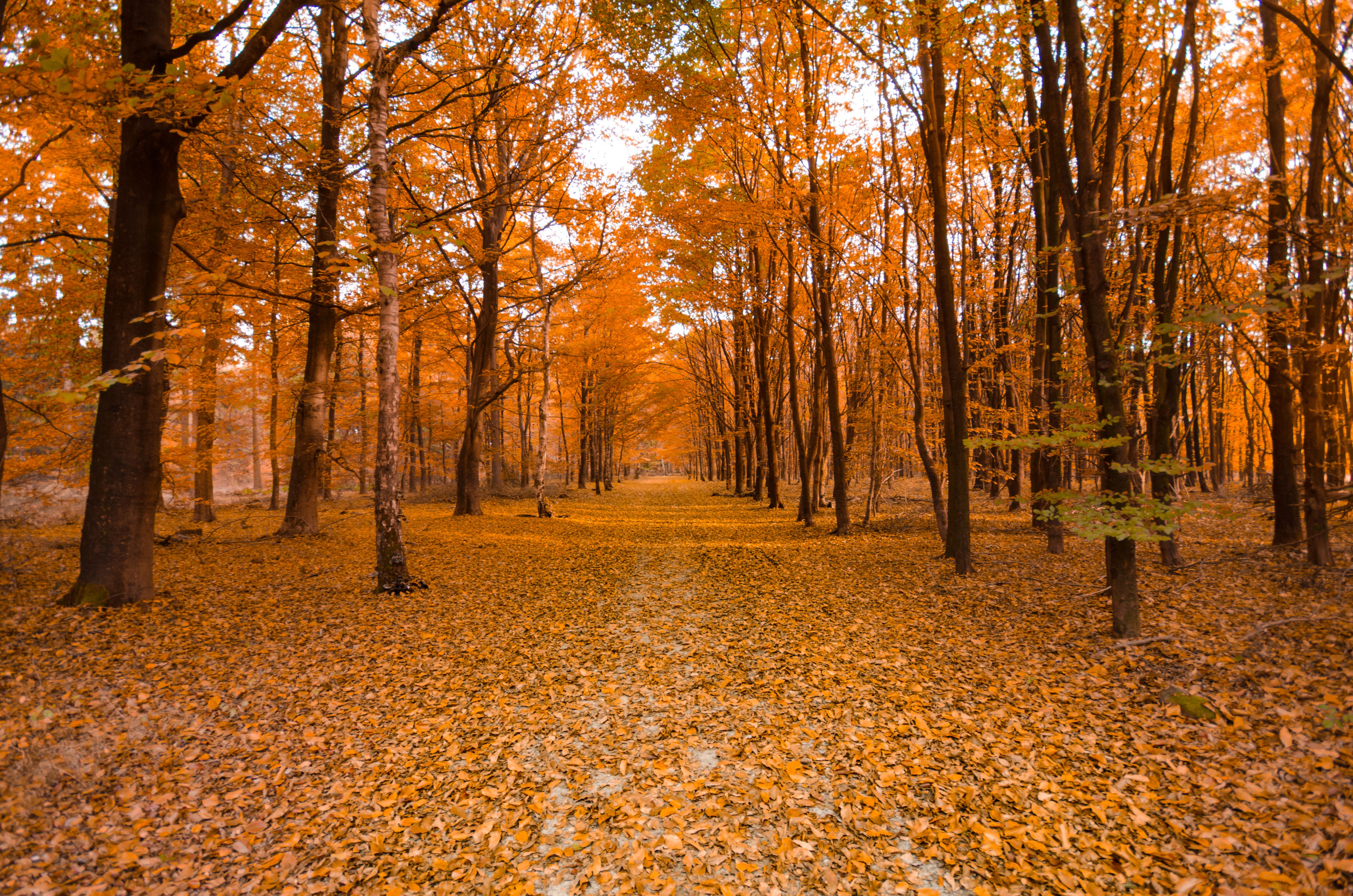 60,000+ Best Fall Pictures · 100% Free Download · Pexels Stock Photos