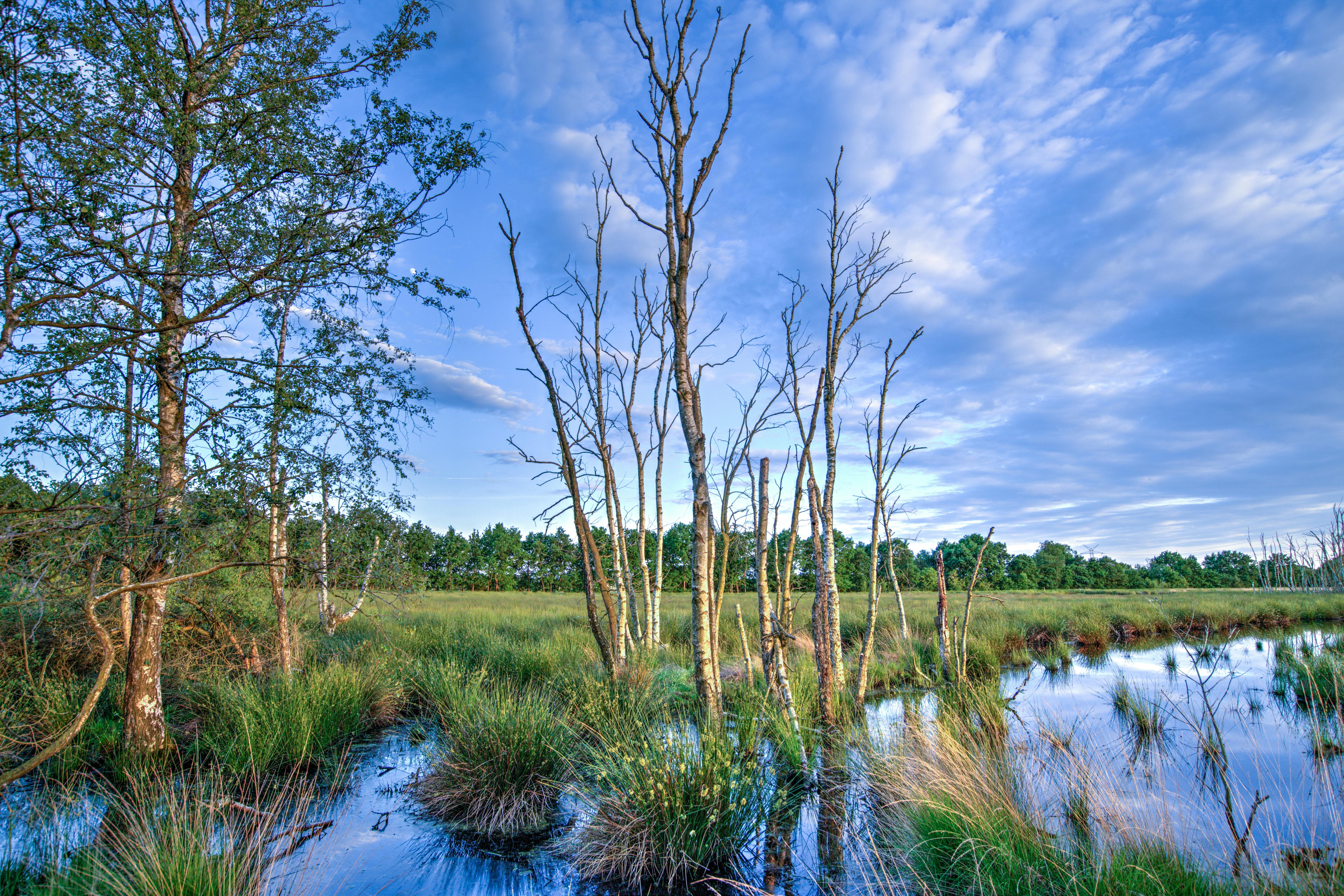 Landscape Photography of Dried Trees Surrounded With Green Grasses ...