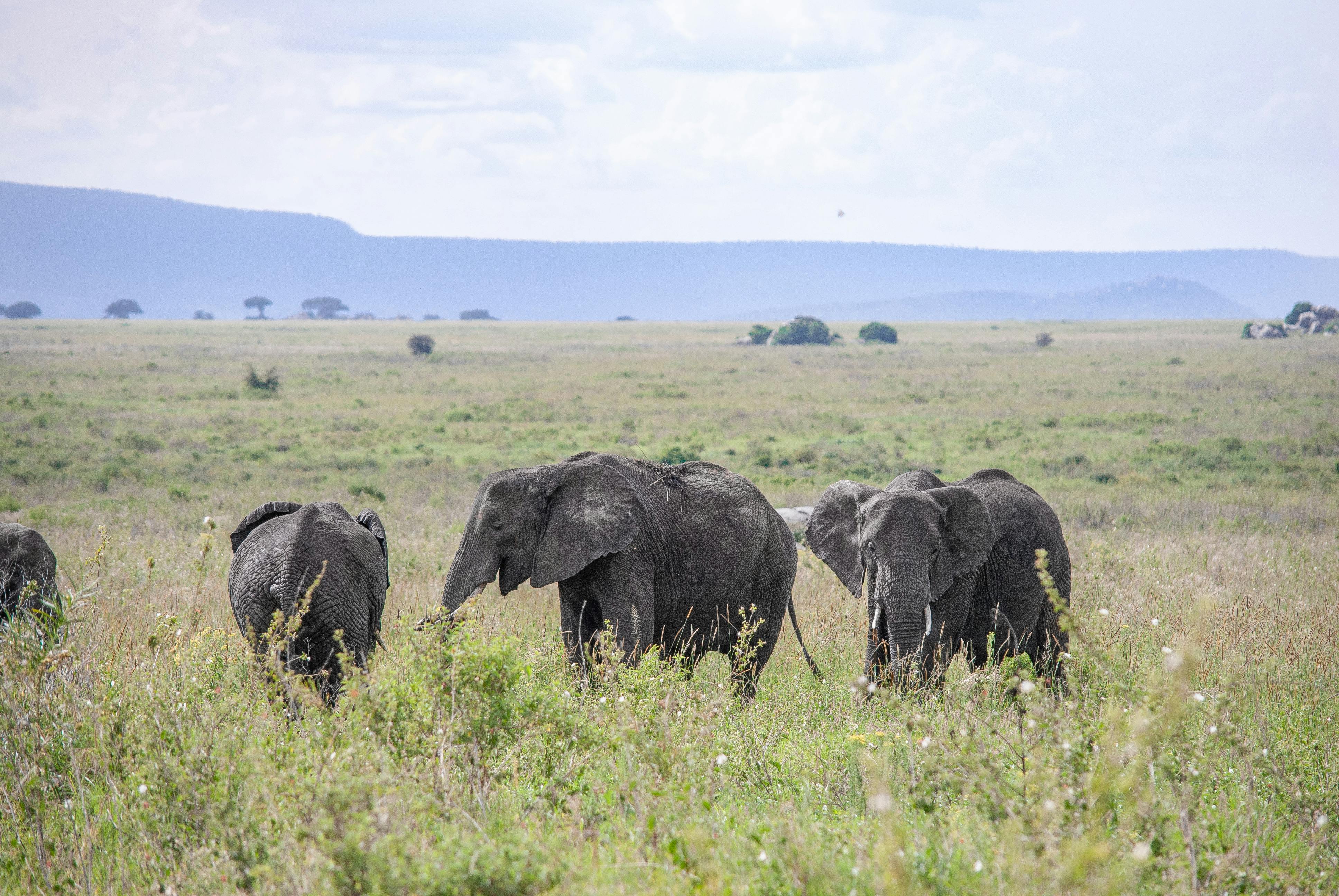 Elephants on Green Grass Field · Free Stock Photo