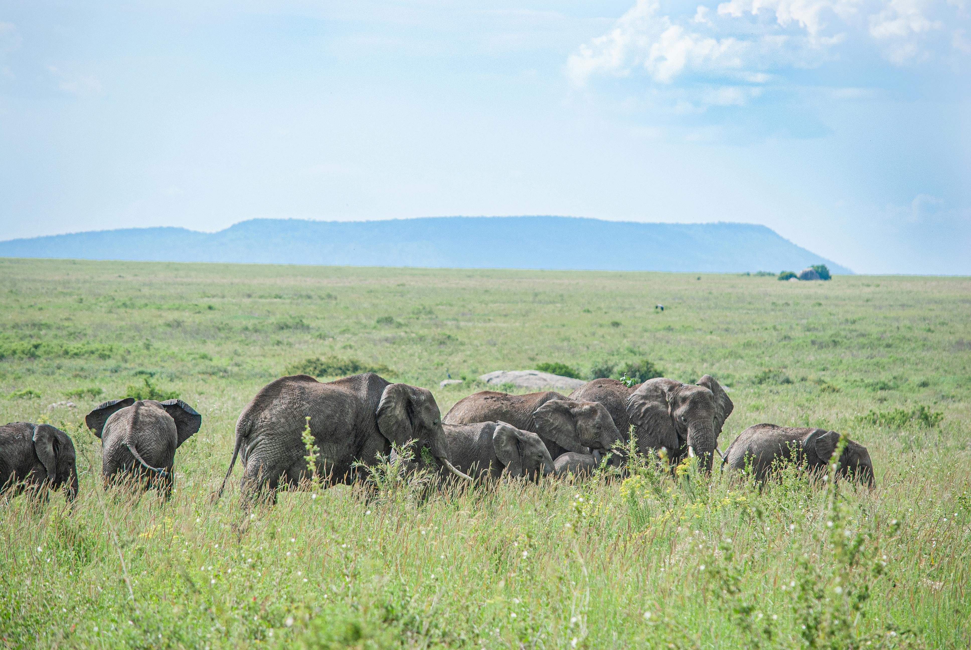A Group of Elephants on Green Grass Field · Free Stock Photo