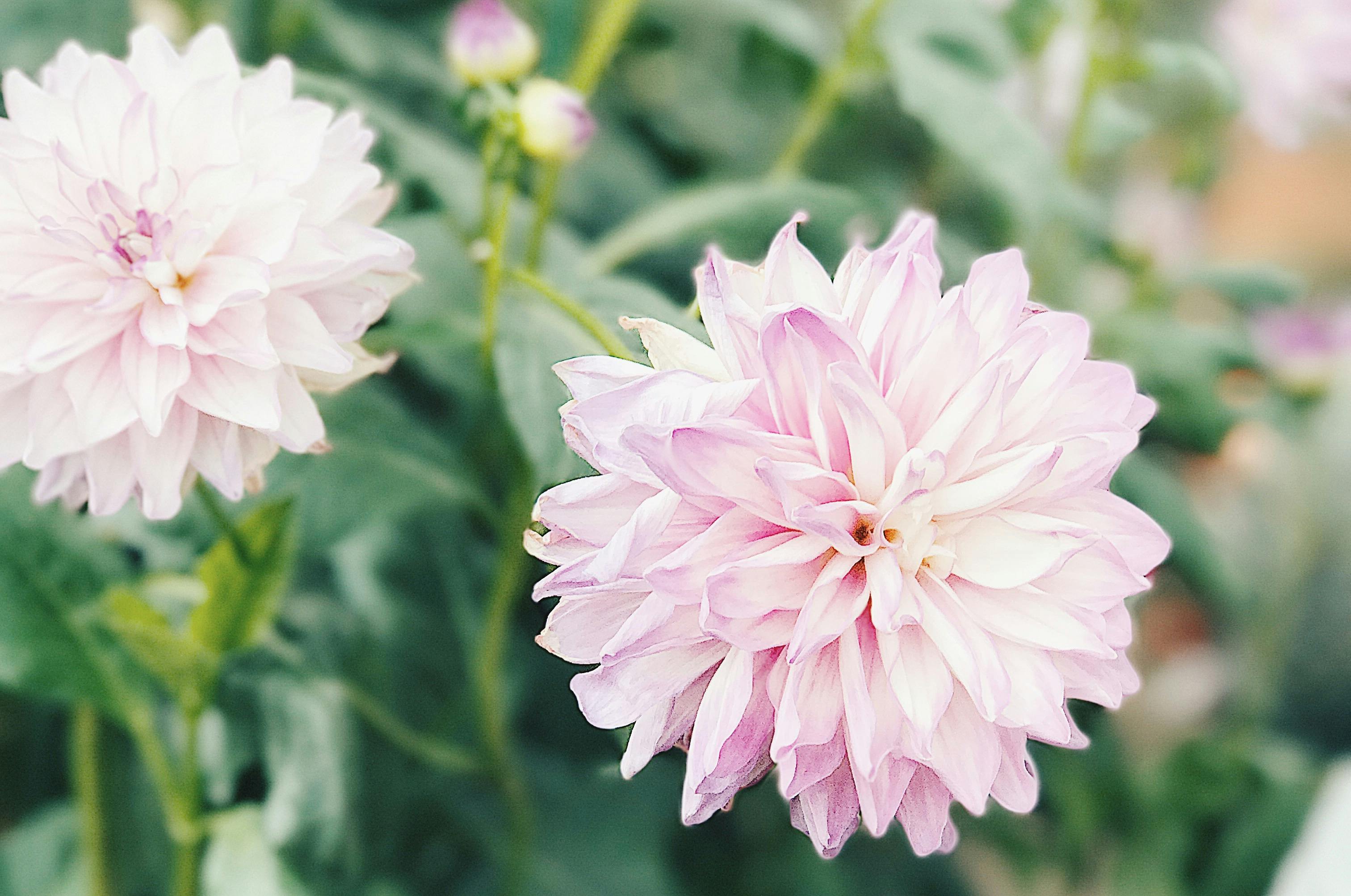 Free stock photo of beautiful flowers, flower garden, flowering plant