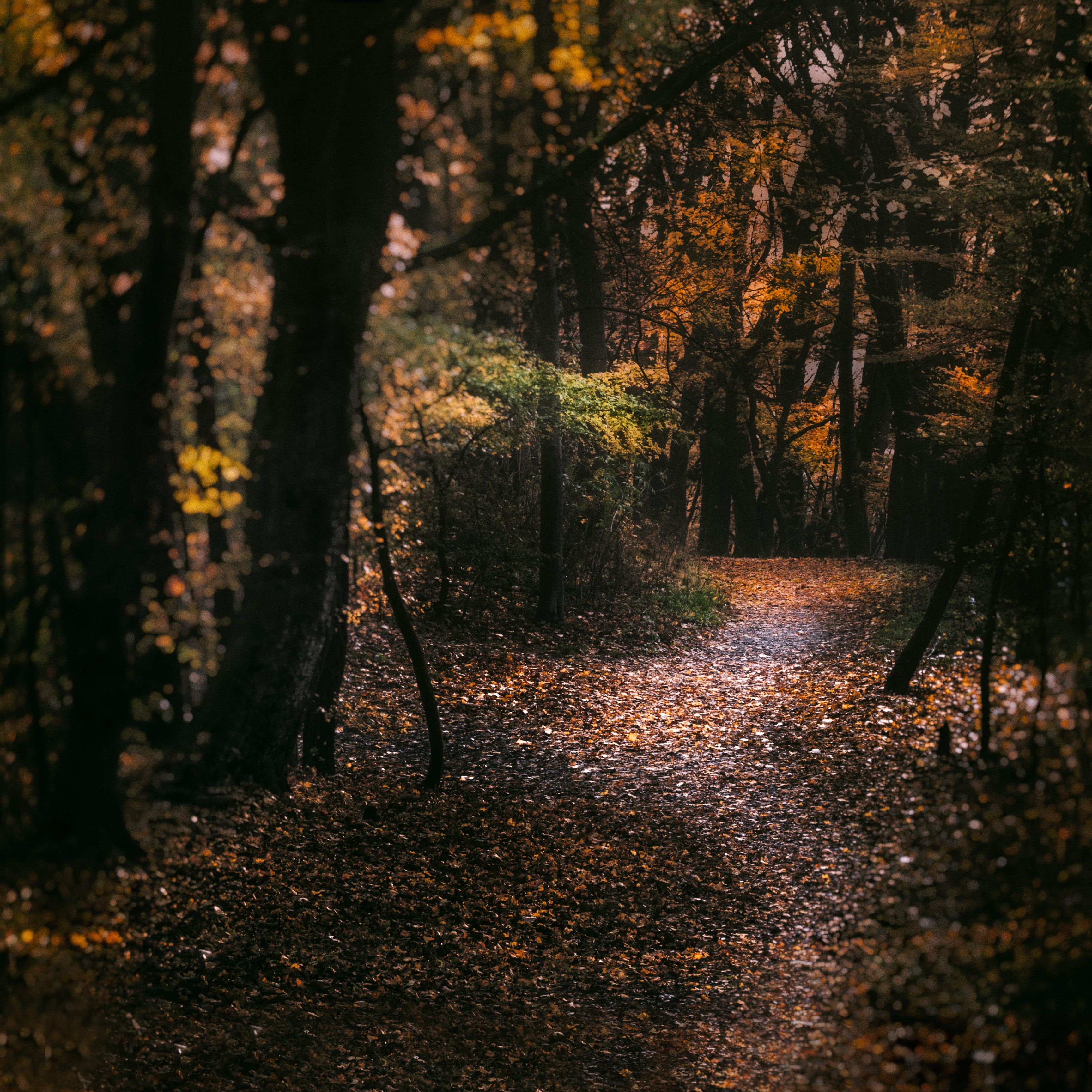 Free stock photo of austria, autumn mood forest, away