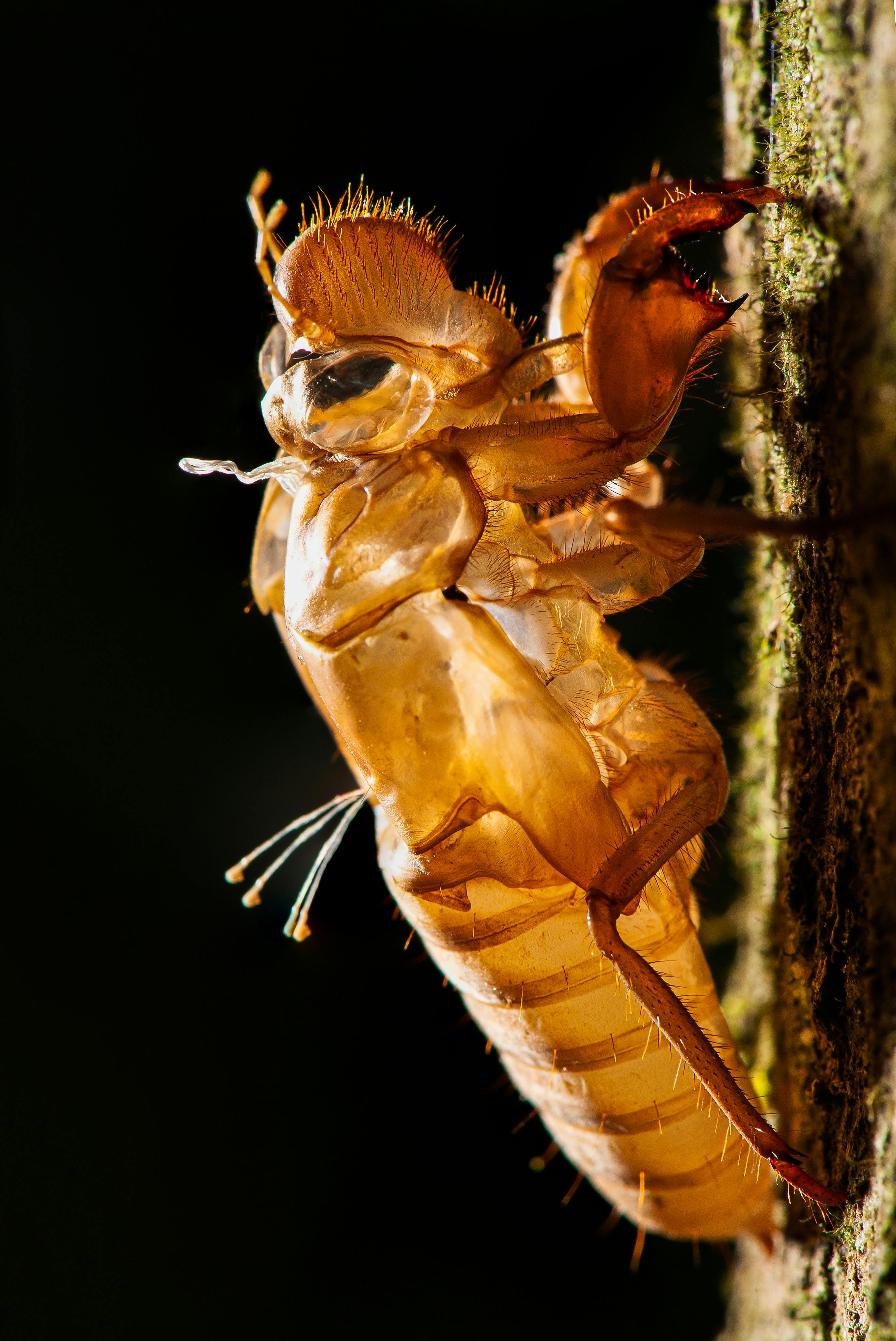 Insect Husk Photos, Download The BEST Free Insect Husk Stock Photos ...