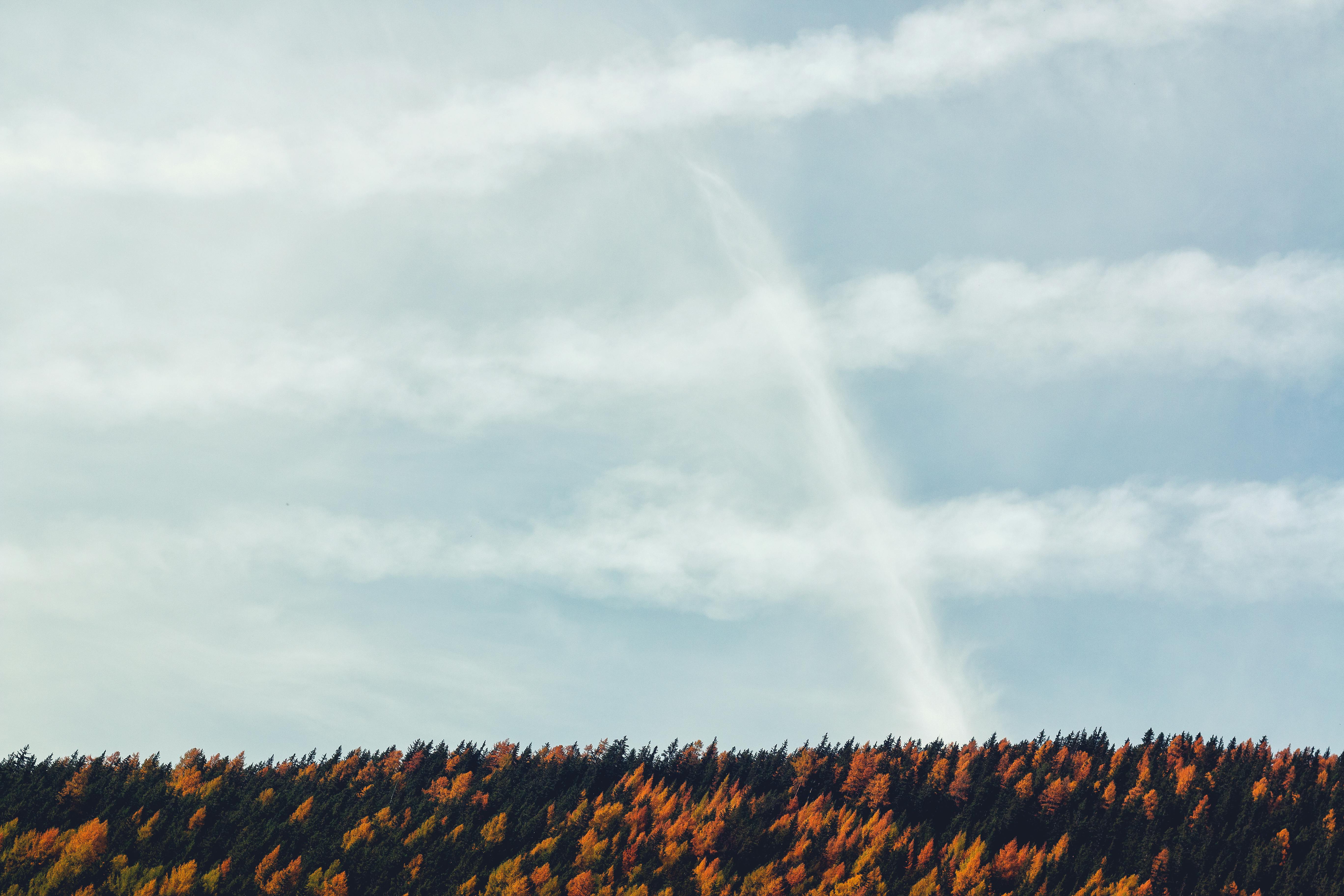 Yellow and Green Trees · Free Stock Photo